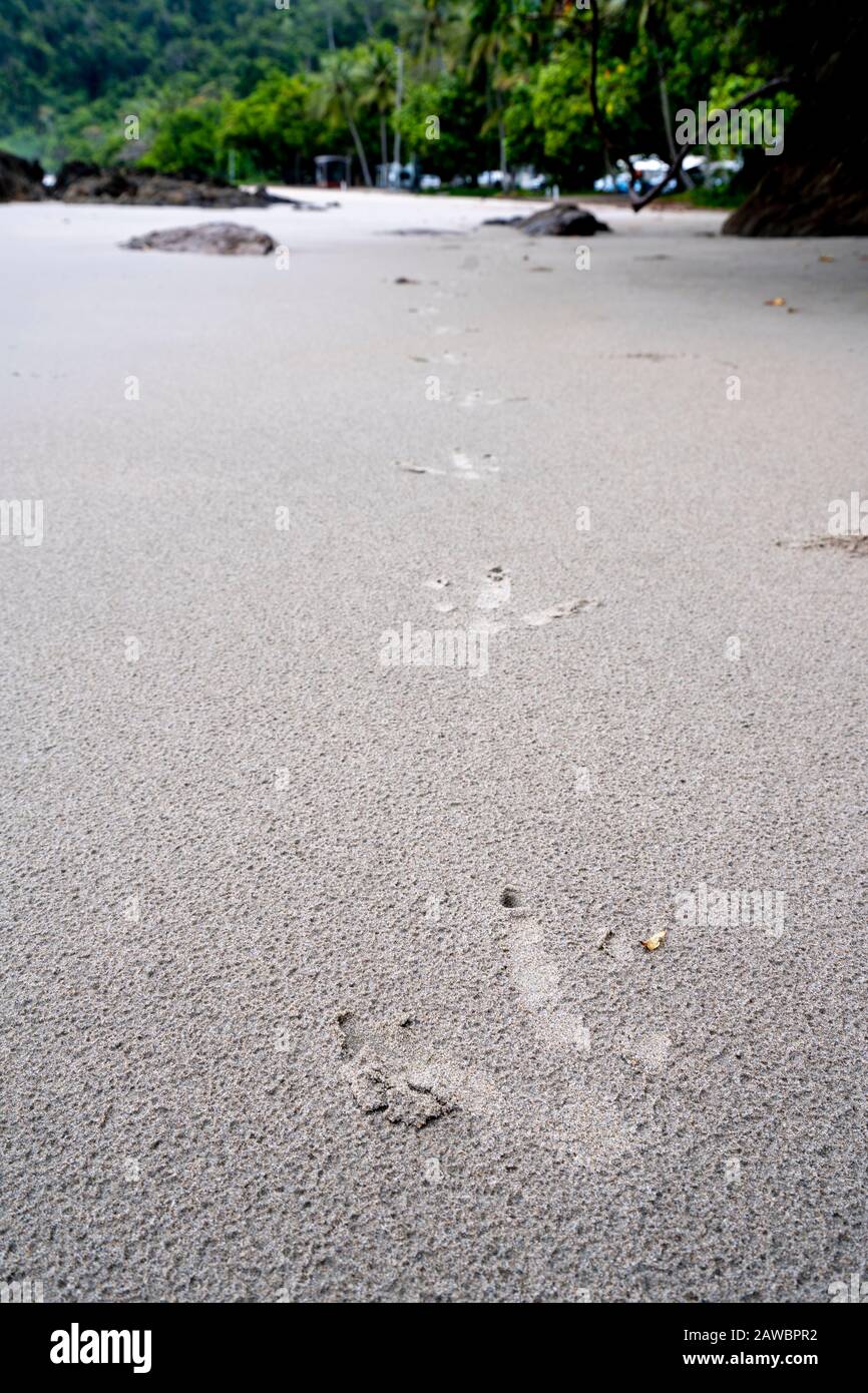 Tracks of Southern cassowary (Casuarius casuarius) on the beach at Etty ...