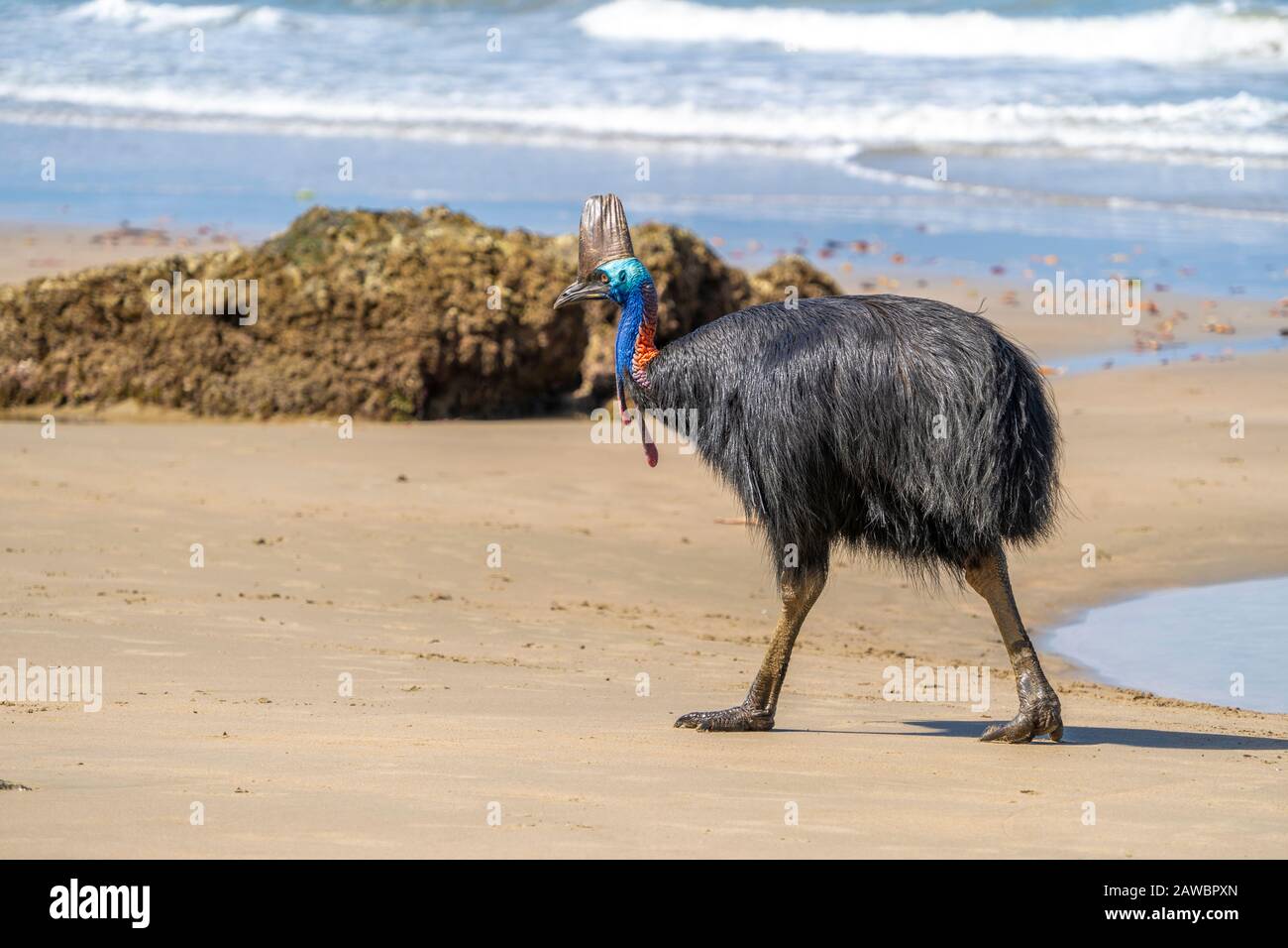 Southern cassowary (Casuarius casuarius) patrolling beach at Etty Bay ...