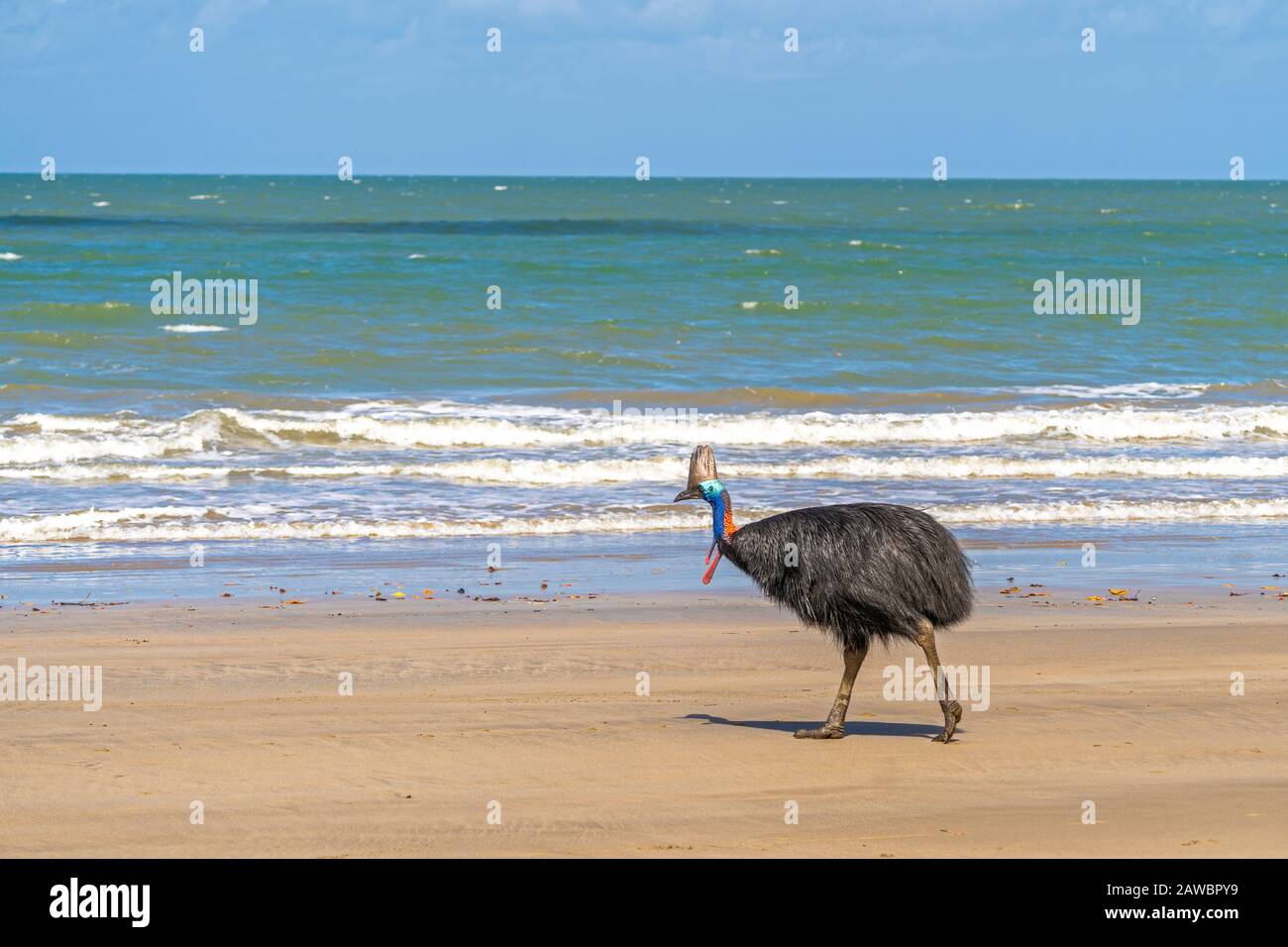 Southern cassowary (Casuarius casuarius) patrolling beach at Etty Bay ...