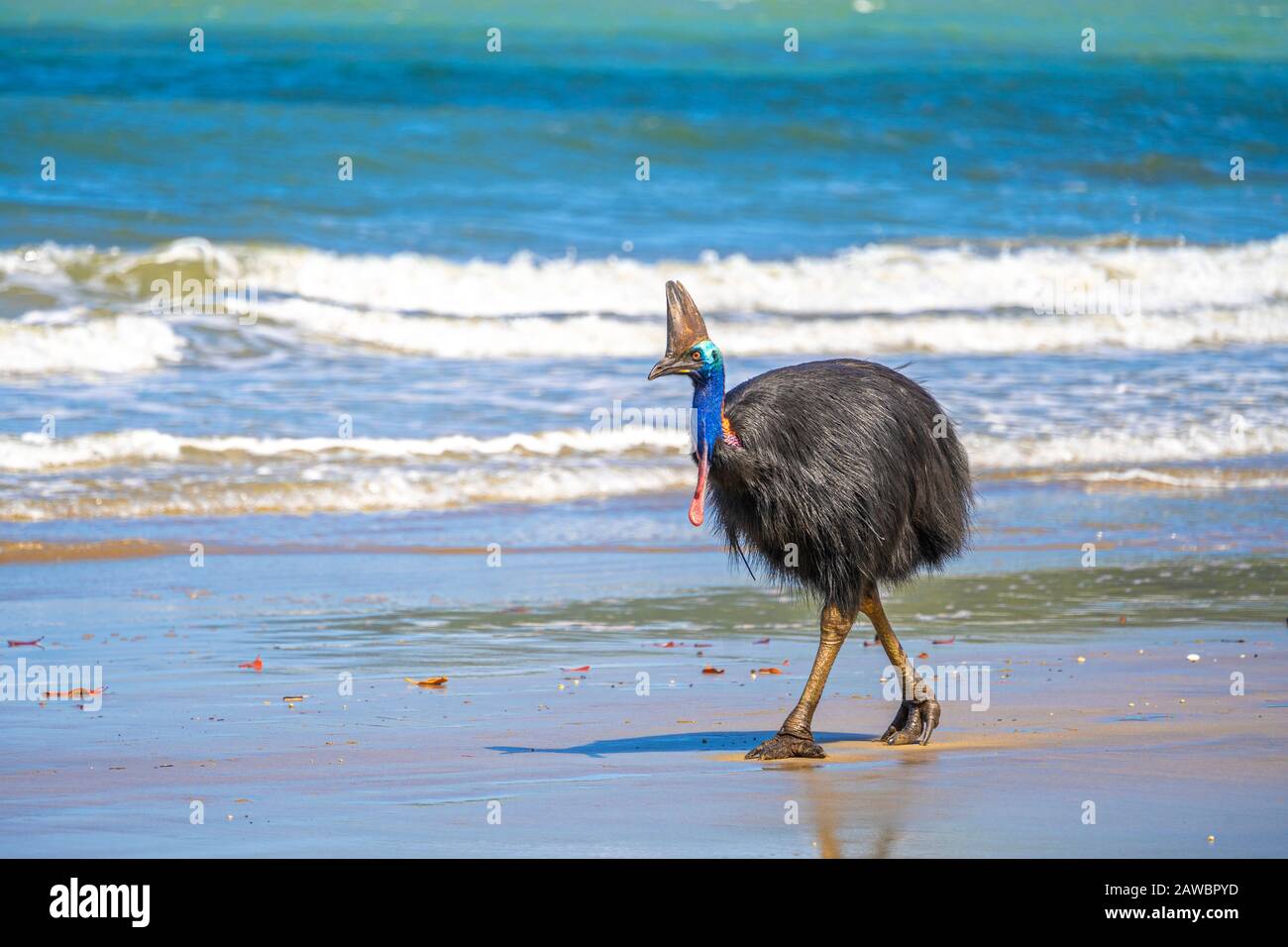 Southern cassowary (Casuarius casuarius) patrolling beach at Etty Bay ...
