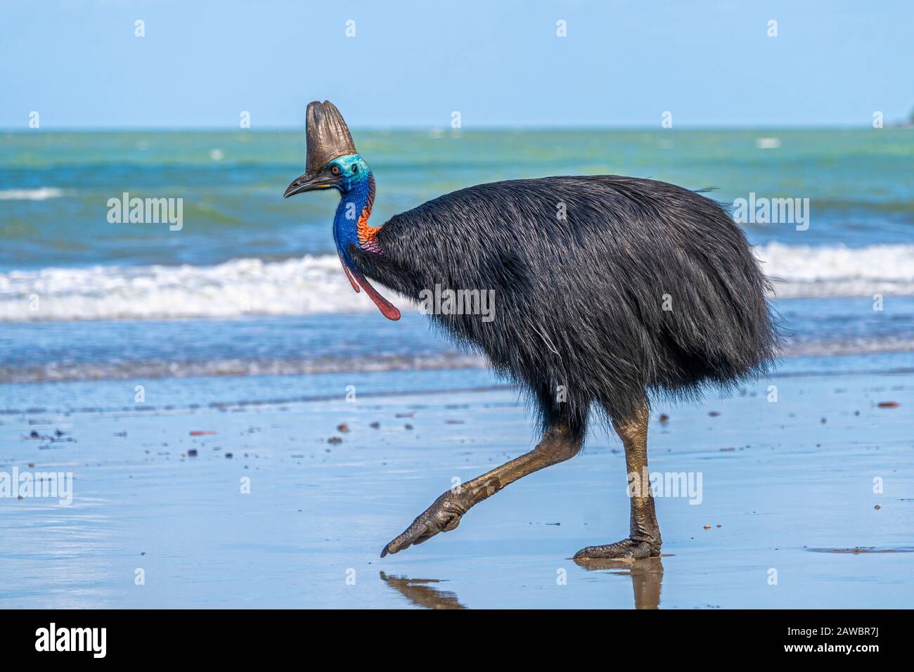 Southern cassowary (Casuarius casuarius) patrolling beach at Etty Bay ...