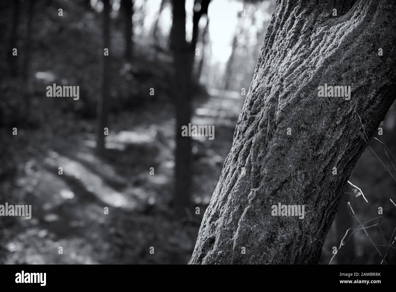 Detail shots of forest and nature in winter Stock Photo - Alamy