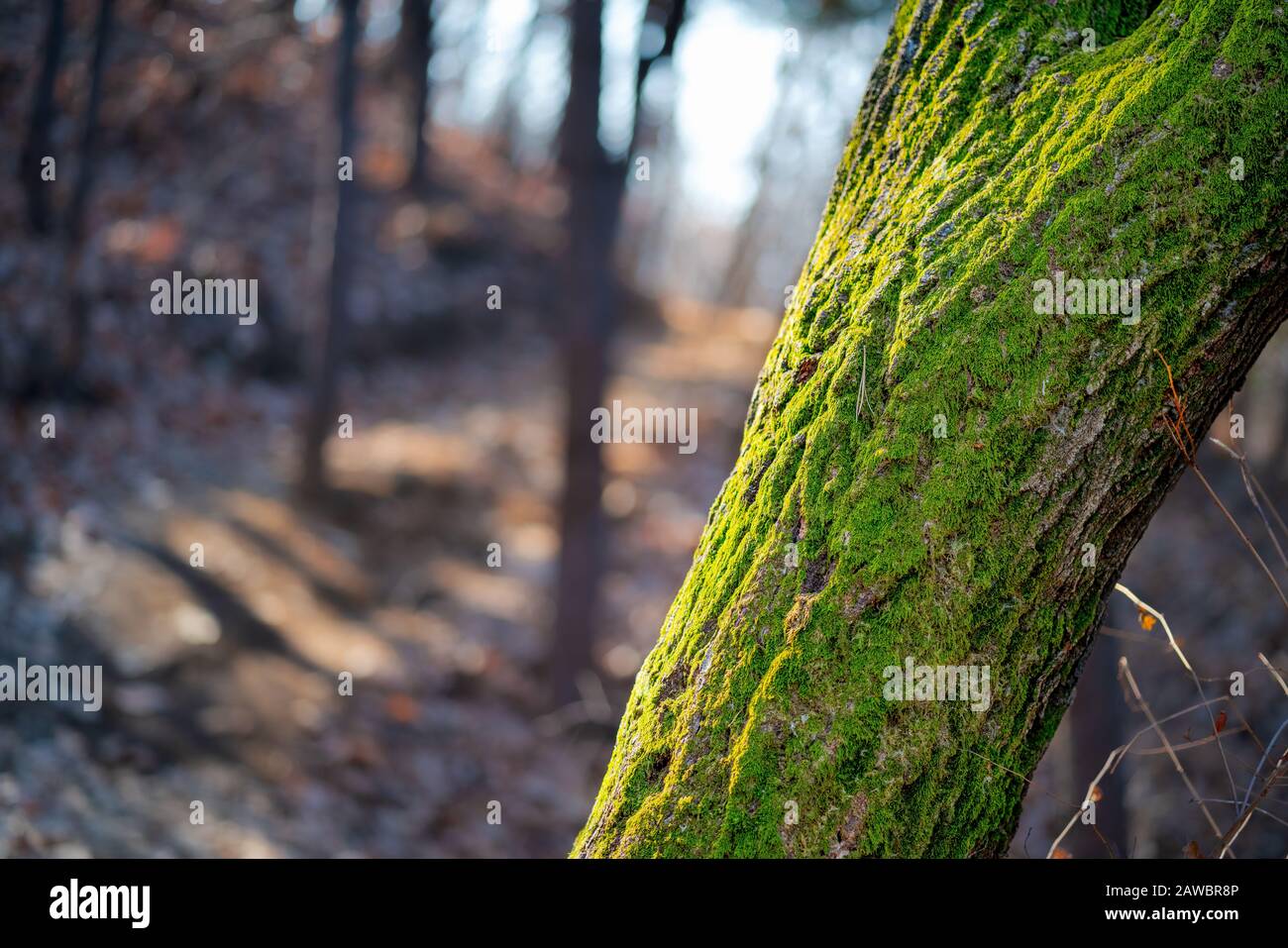 Detail shots of forest and nature in winter Stock Photo - Alamy
