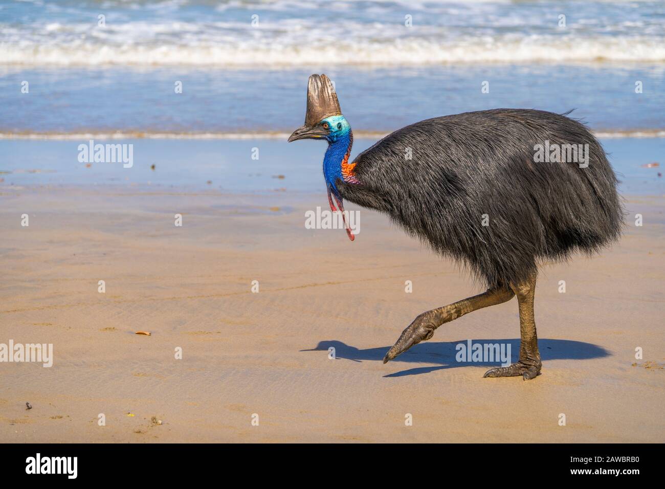 Southern cassowary (Casuarius casuarius) patrolling beach at Etty Bay ...