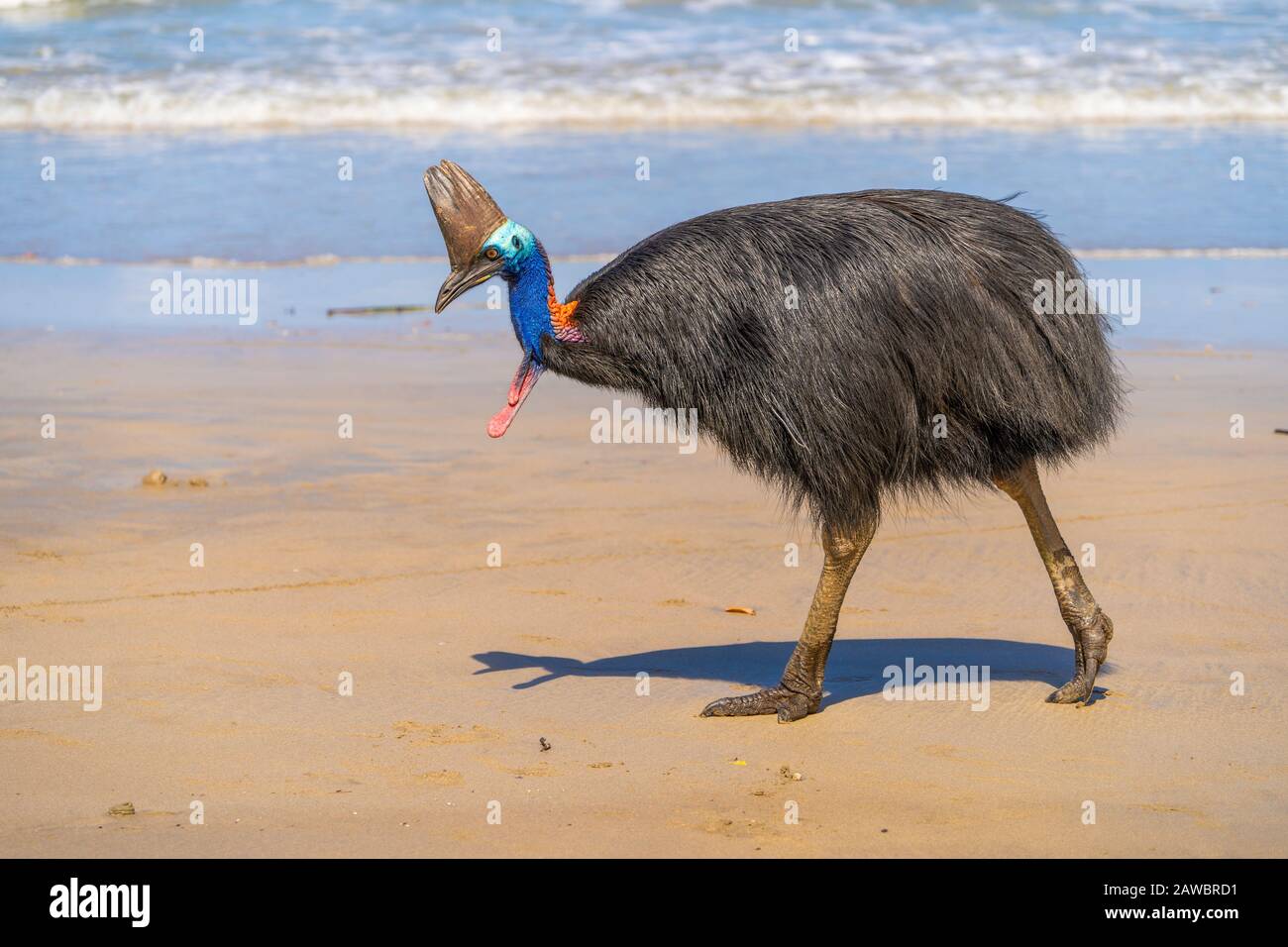 Southern cassowary (Casuarius casuarius) patrolling beach at Etty Bay ...