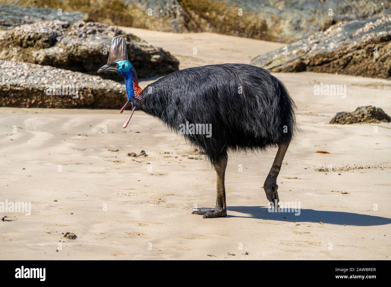 Southern cassowary (Casuarius casuarius) patrolling beach at Etty Bay ...