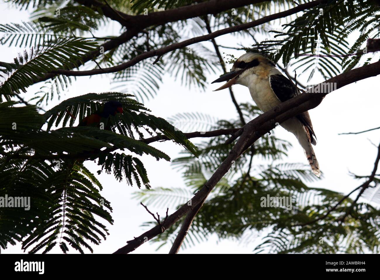 Laughing kookaburra and friends Stock Photo - Alamy