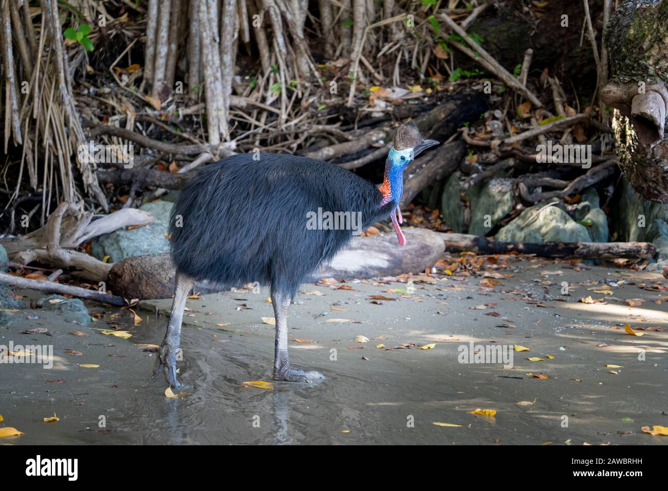Southern cassowary (Casuarius casuarius) patrolling beach at Etty Bay ...