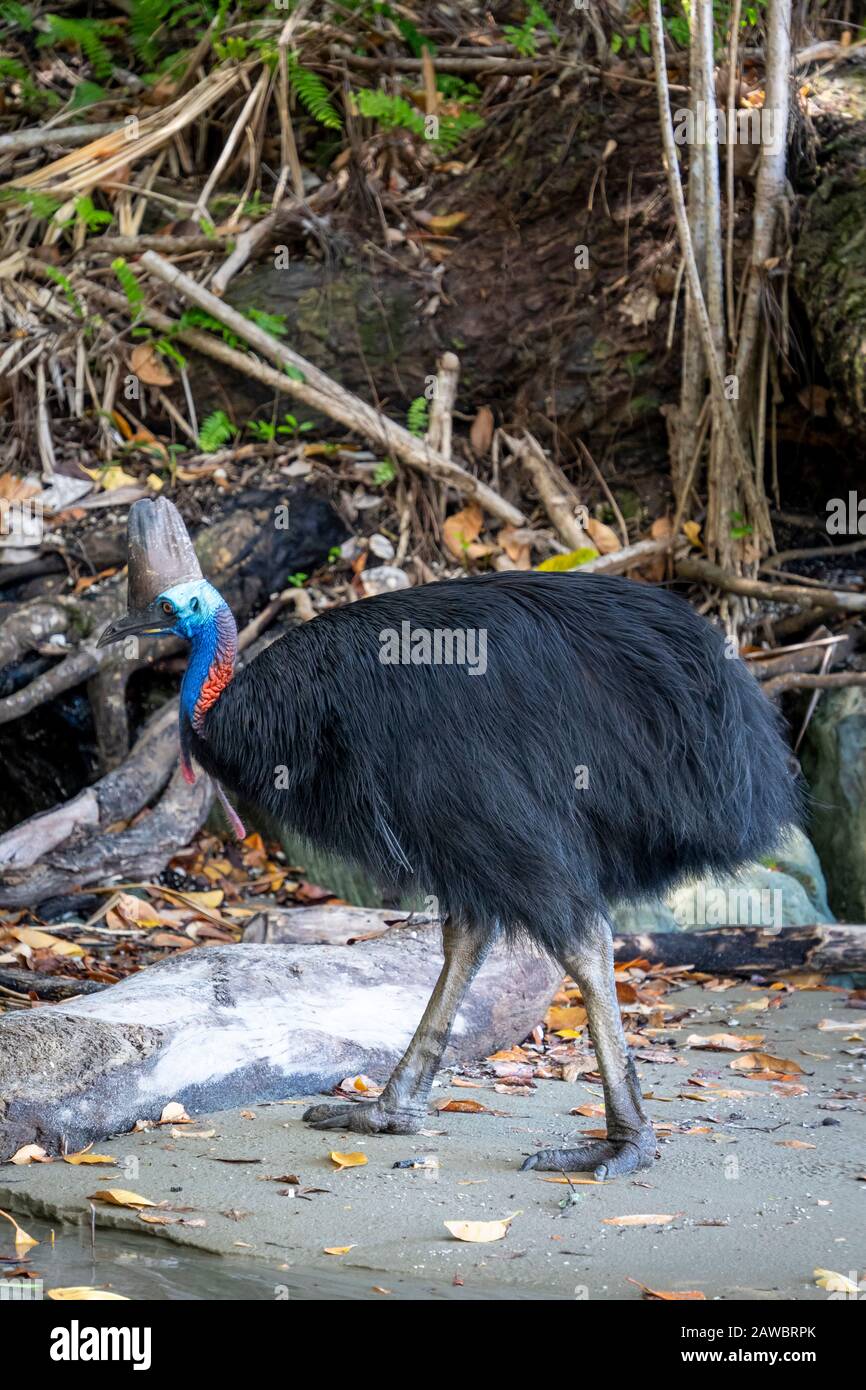 Southern cassowary (Casuarius casuarius) patrolling beach at Etty Bay ...