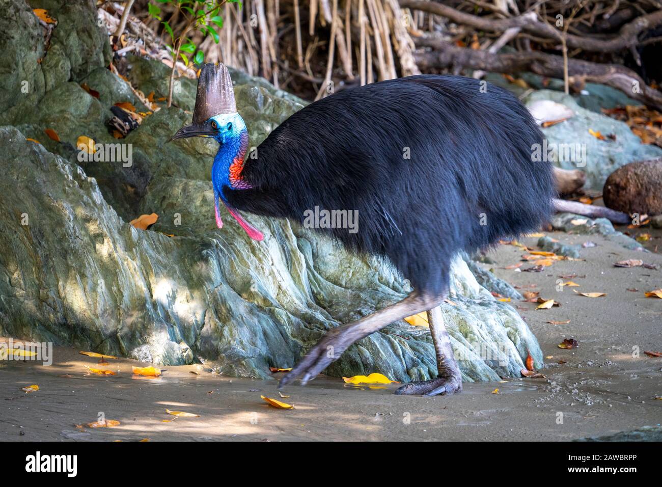 Southern cassowary (Casuarius casuarius) patrolling beach at Etty Bay ...