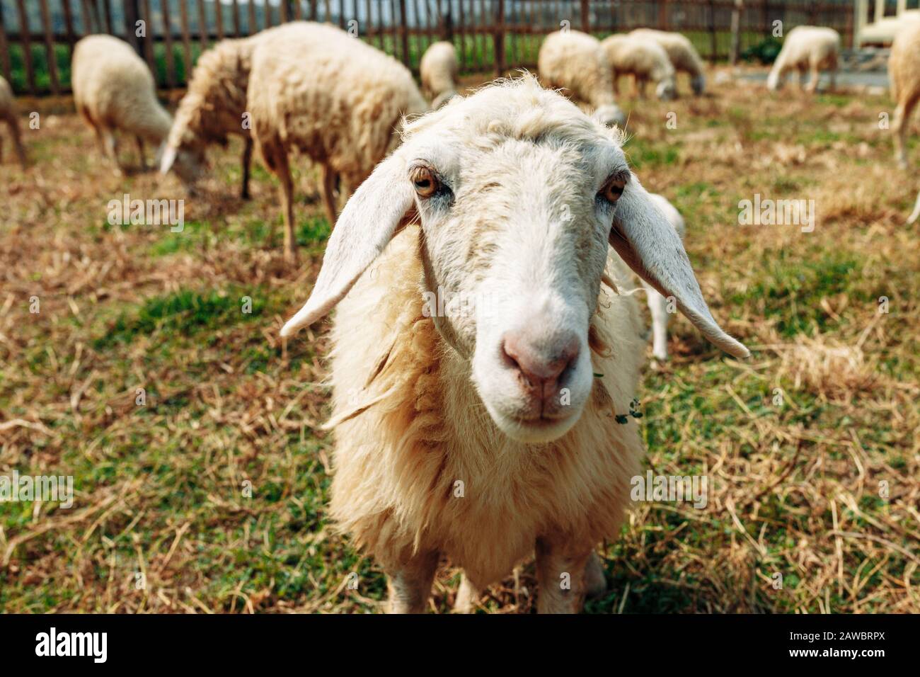 Sheep, sheep farm in the mountain, Beautiful countryside farm village ...