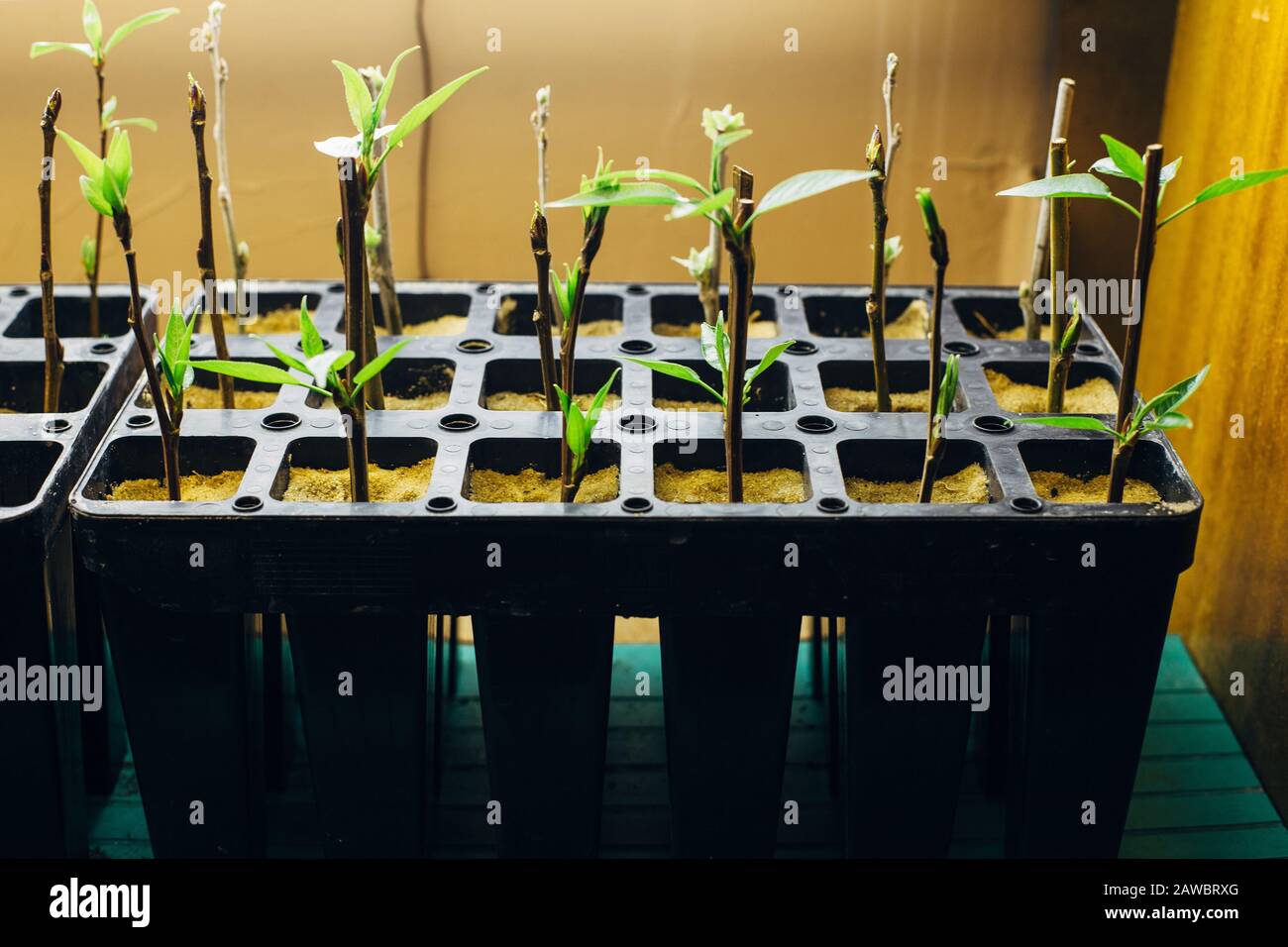 Poplar seedlings, rooted cuttings, in multi-cell growing trays Stock ...