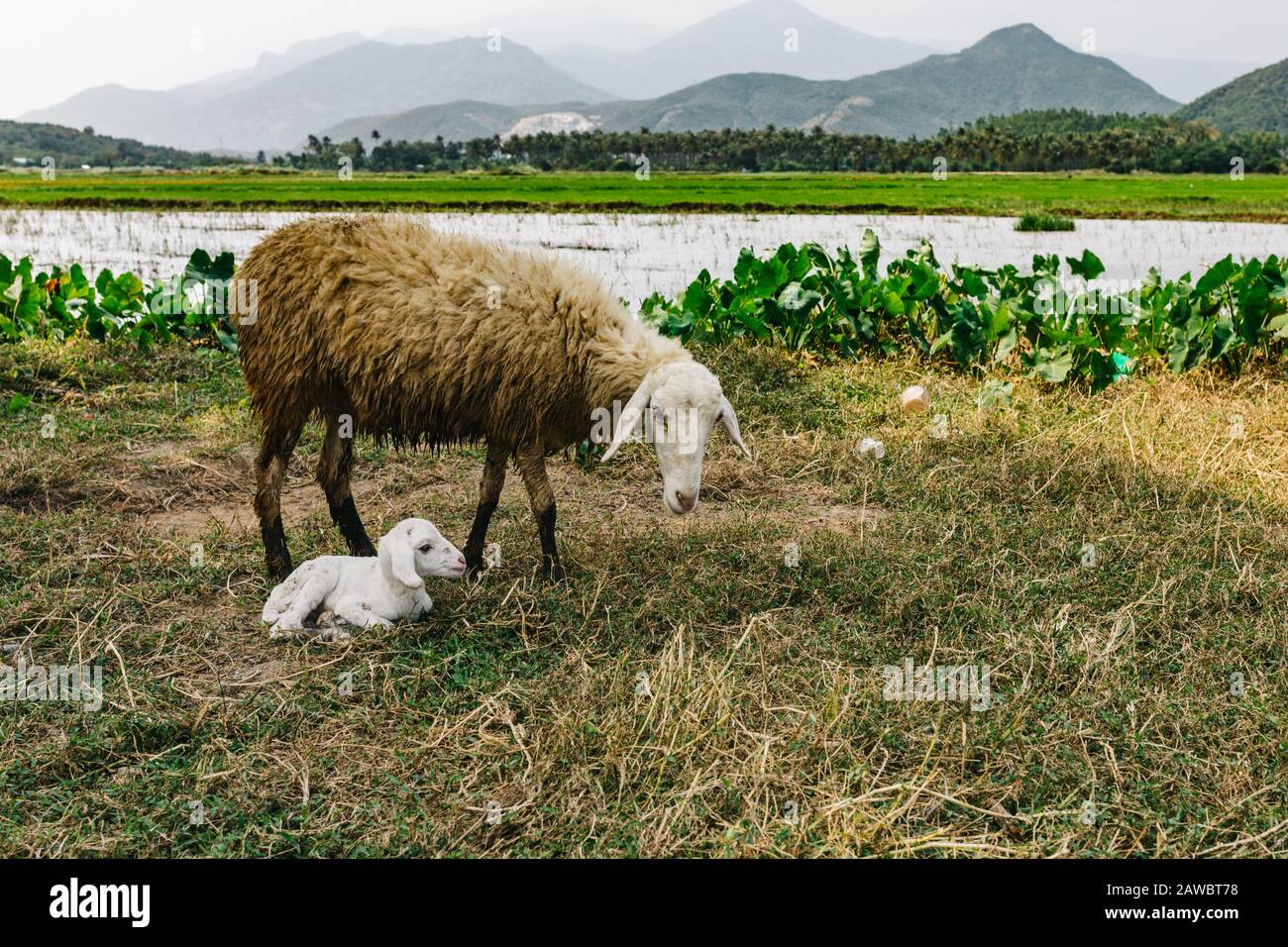Sheep, sheep farm in the mountain, Beautiful countryside farm village ...