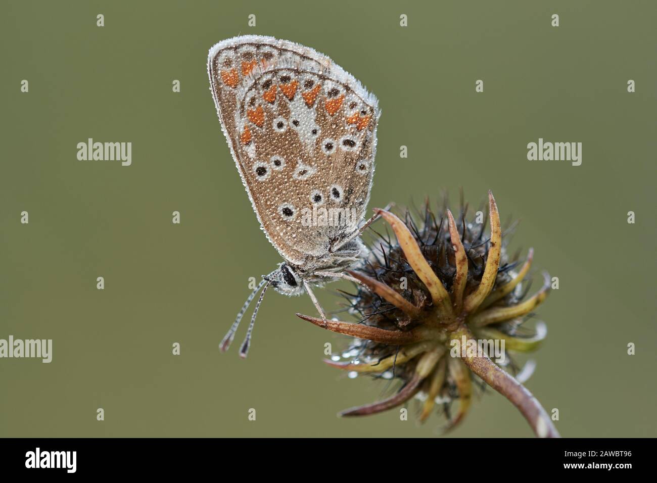 Banks brown butterfly hi-res stock photography and images - Alamy