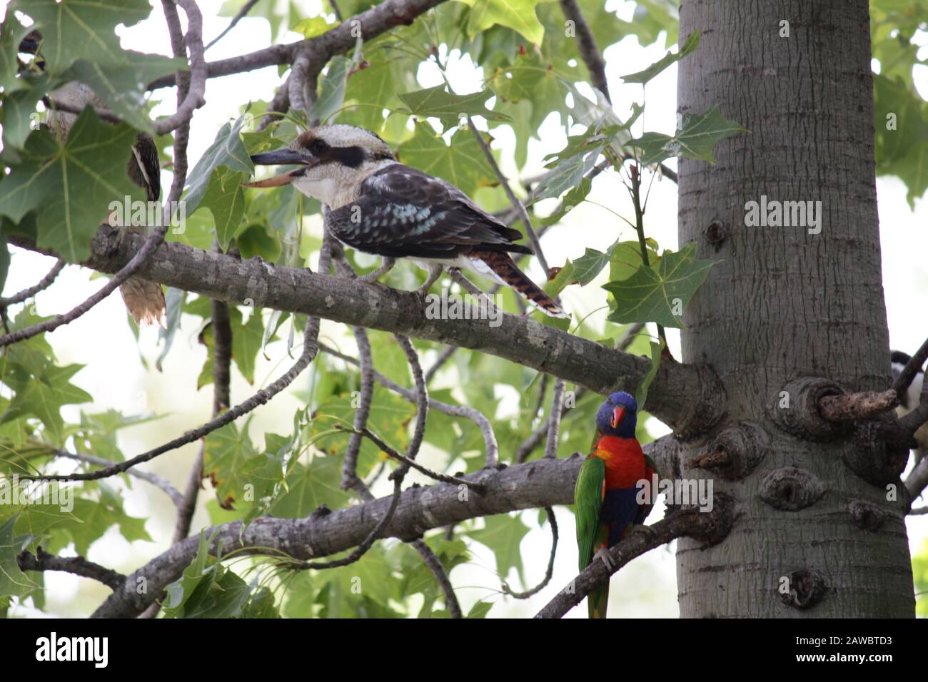Laughing kookaburra and friends Stock Photo - Alamy