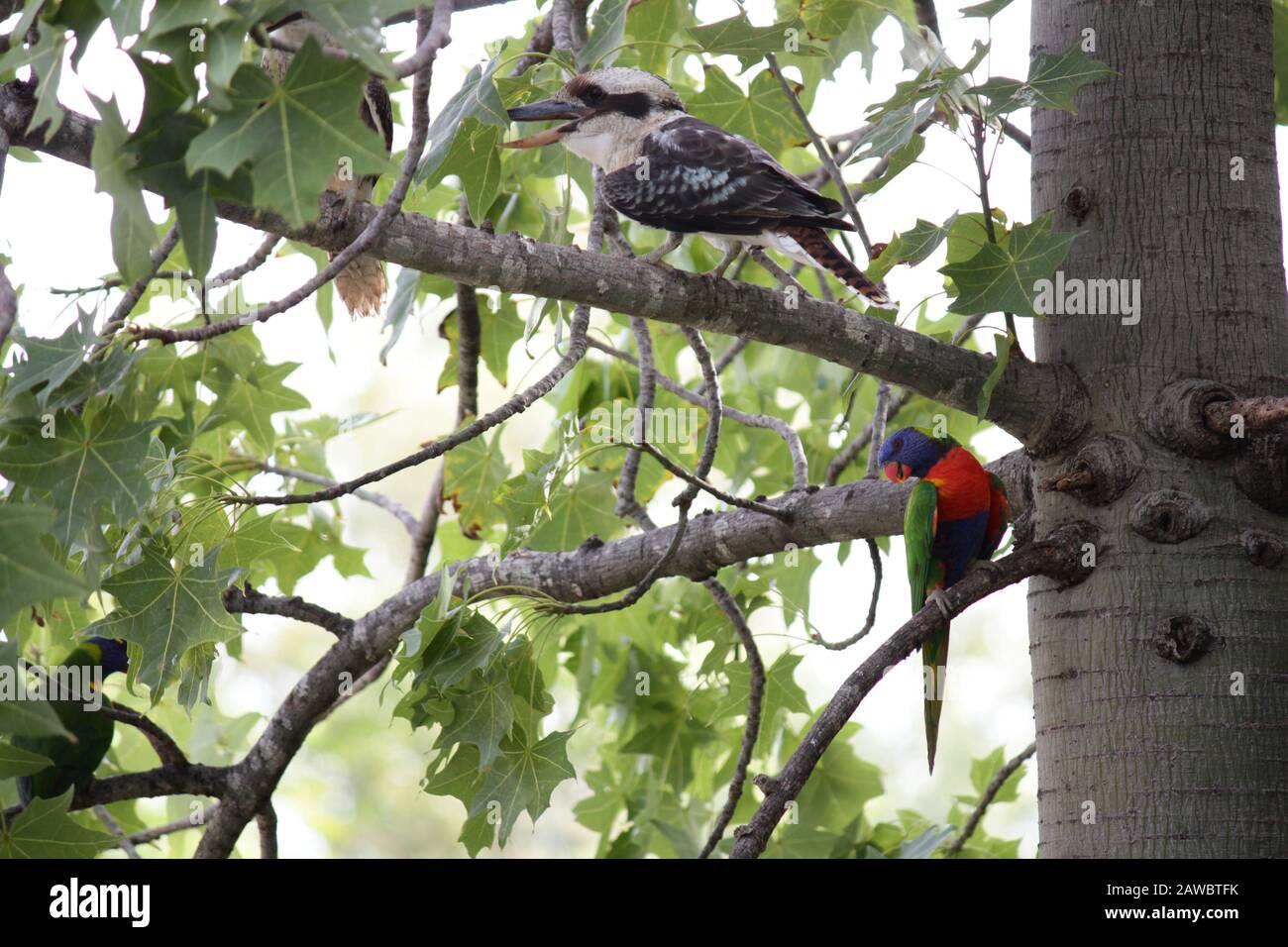 Laughing kookaburra and friends Stock Photo - Alamy