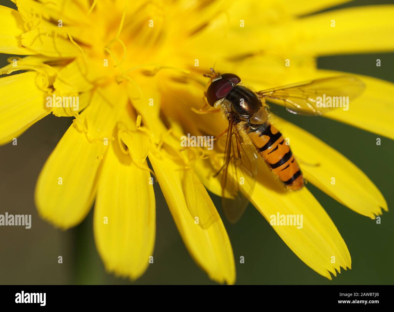 Plant and hoverfly hi-res stock photography and images - Alamy