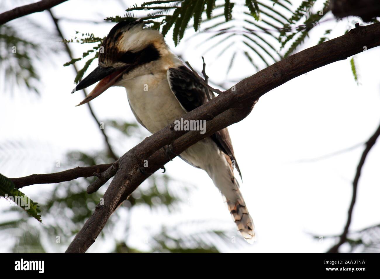 Laughing kookaburra and friends Stock Photo - Alamy