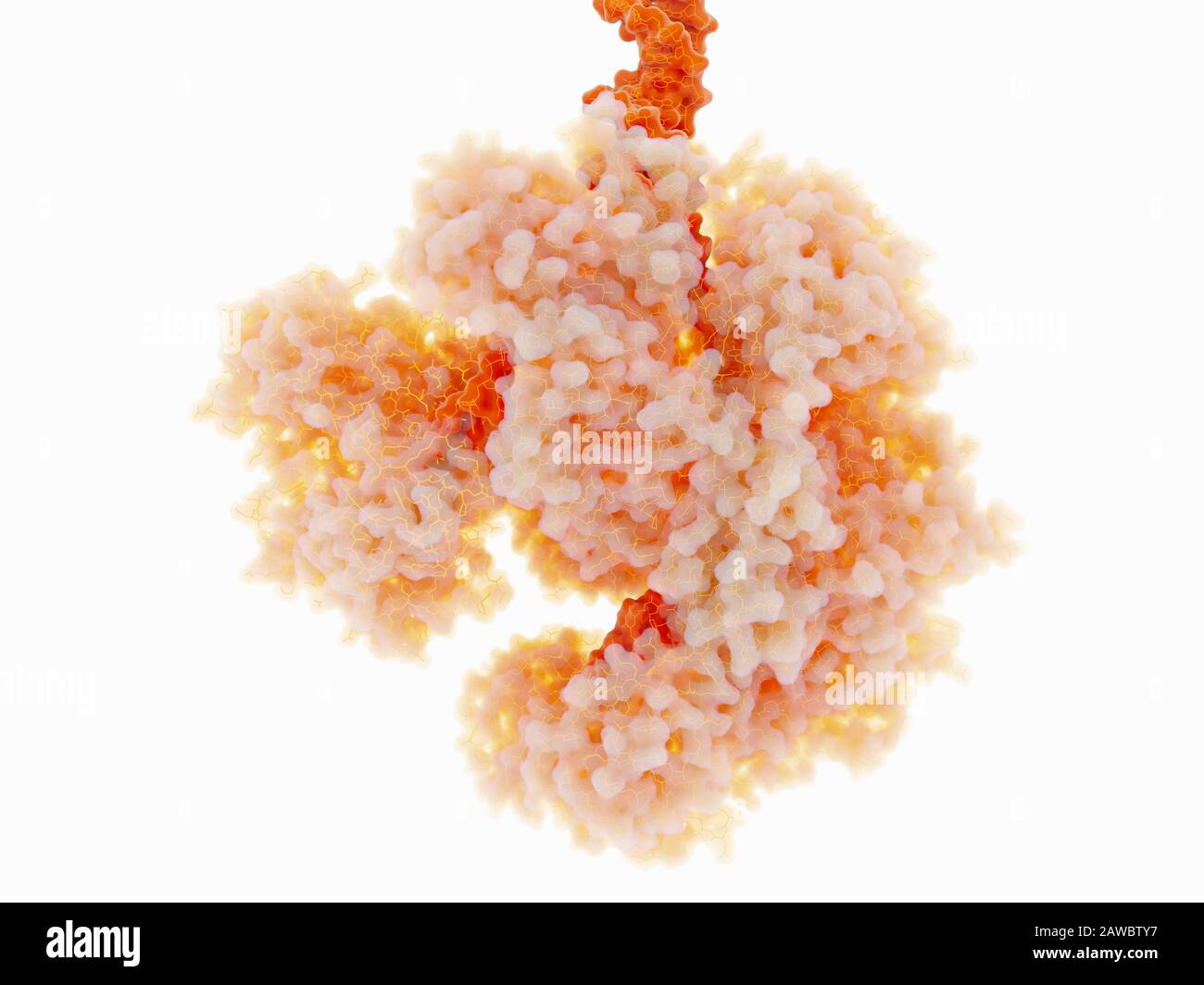 RecBCD enzyme complex unwinding DNA, illustration Stock Photo - Alamy