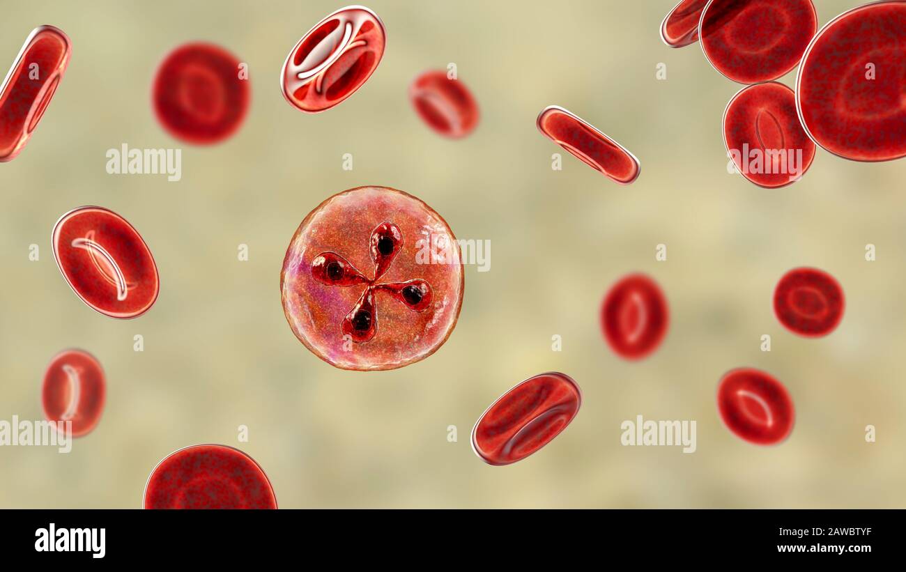 Babesia parasites inside red blood cell, illustration Stock Photo - Alamy
