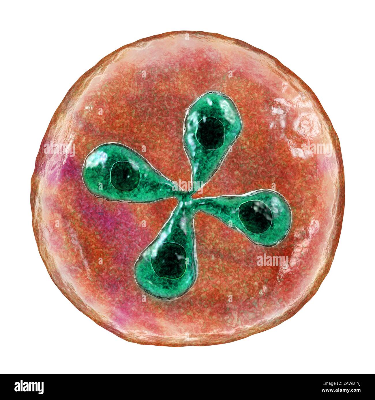 Babesia parasites inside red blood cell, illustration Stock Photo - Alamy