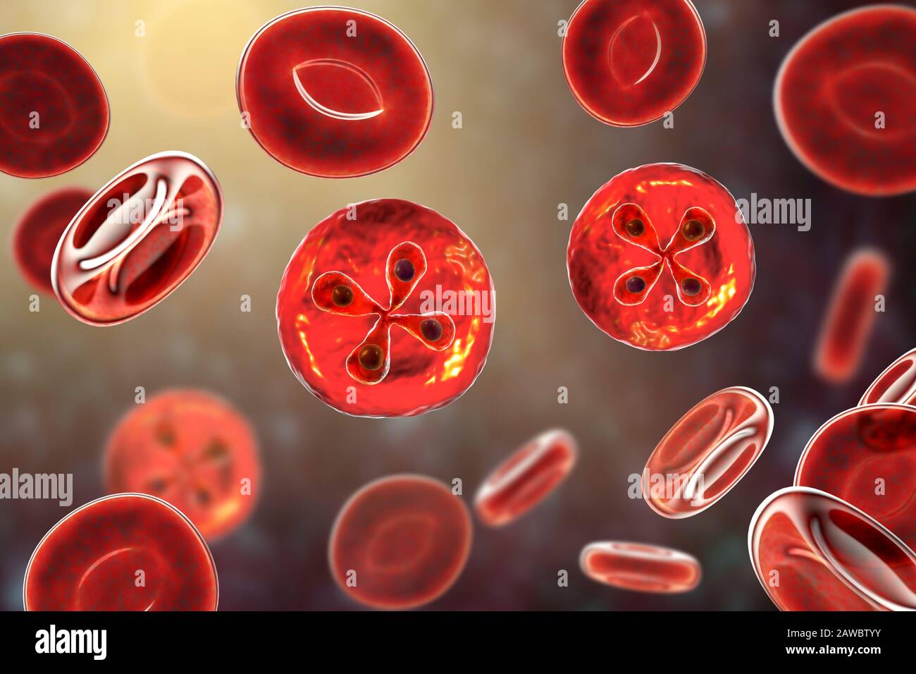 Babesia parasites inside red blood cell, illustration Stock Photo - Alamy