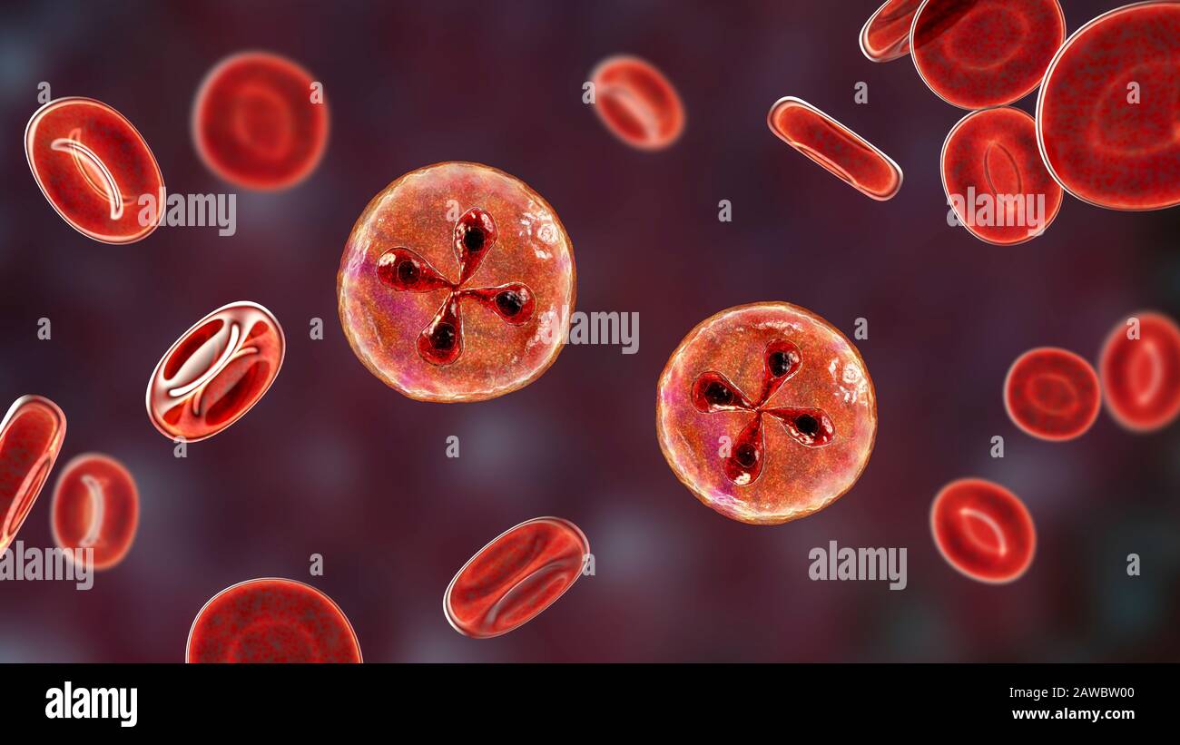 Babesia parasites inside red blood cell, illustration Stock Photo - Alamy