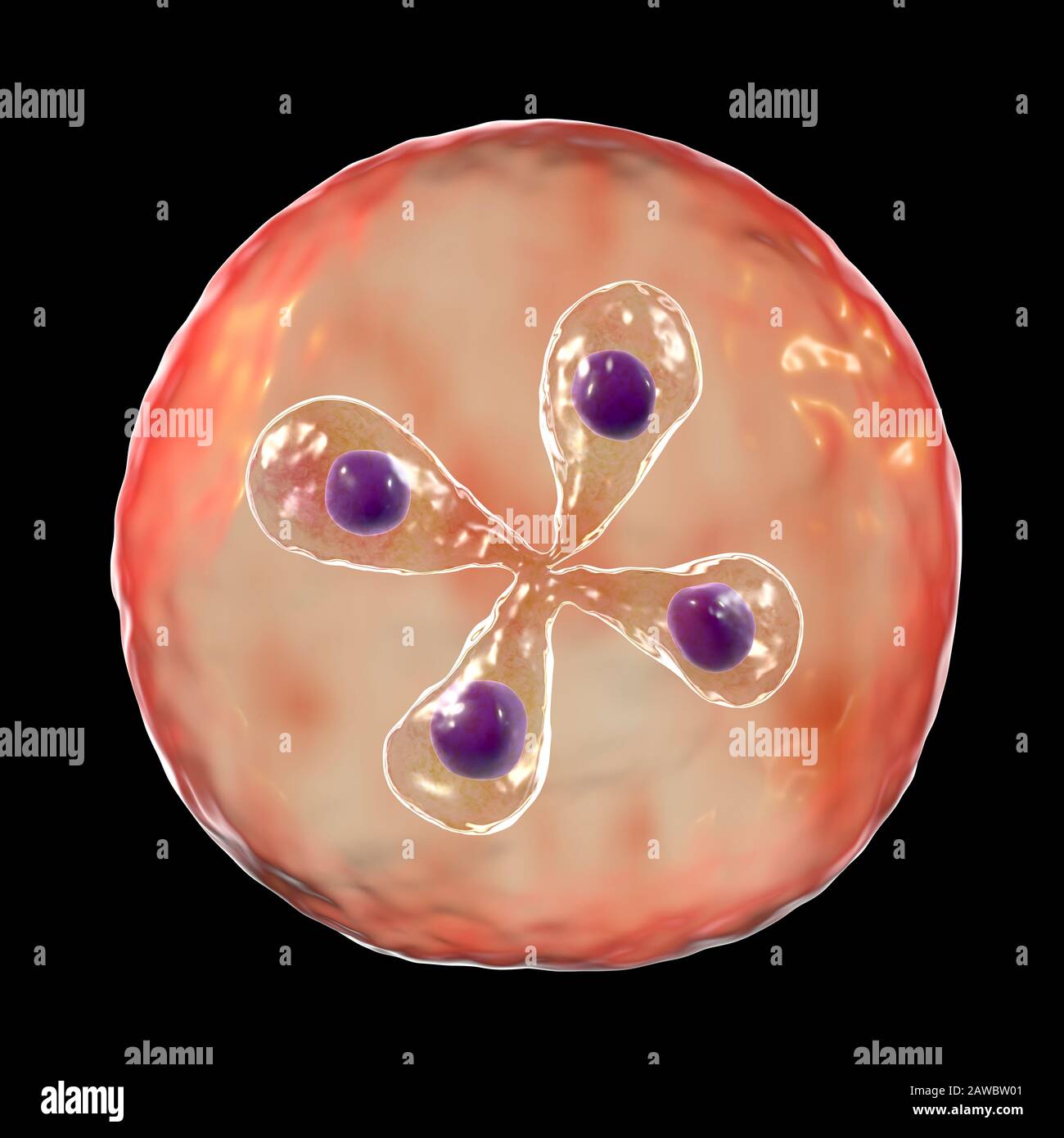 Babesia parasites inside red blood cell, illustration Stock Photo - Alamy