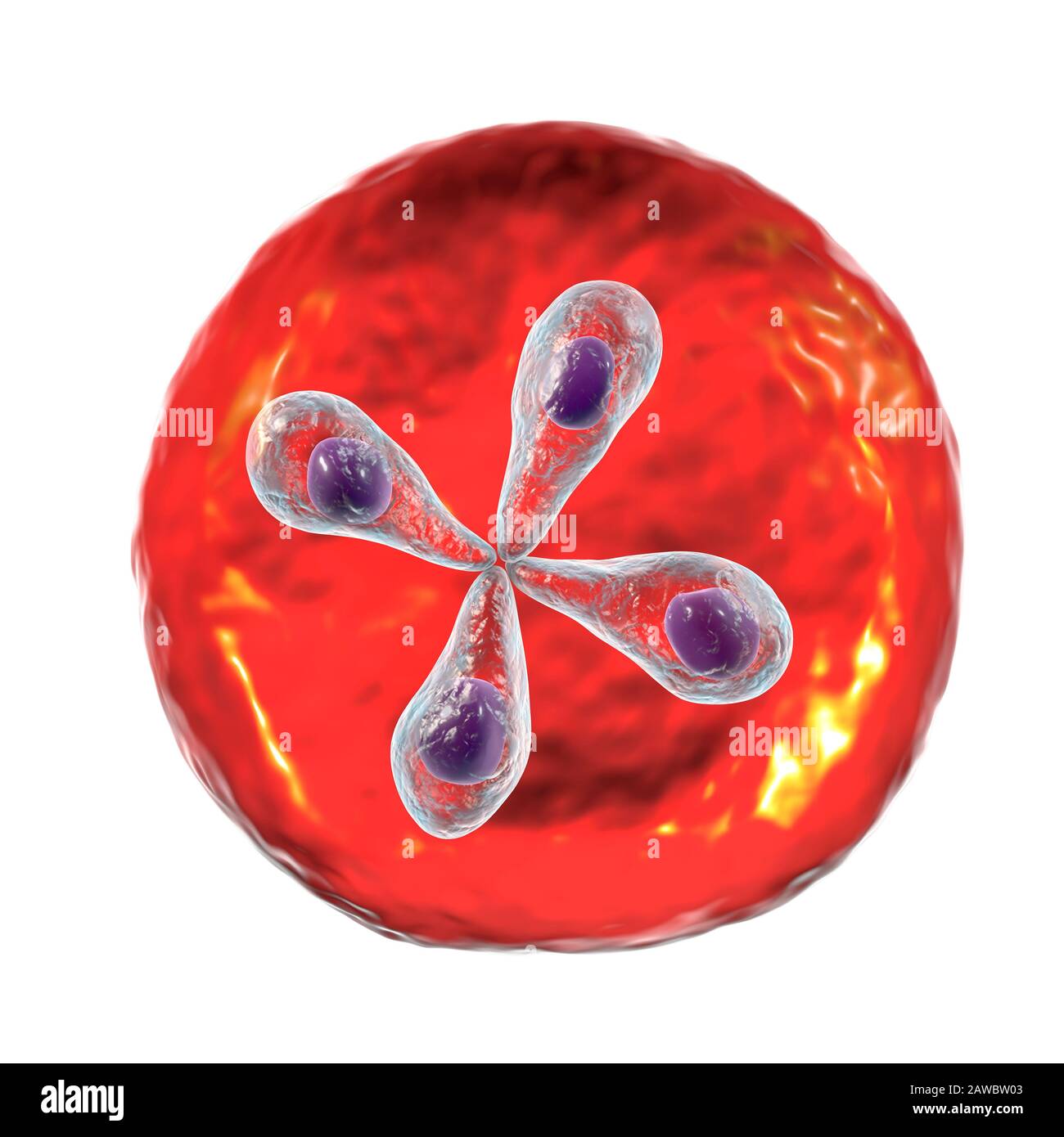 Babesia parasites inside red blood cell, illustration Stock Photo - Alamy