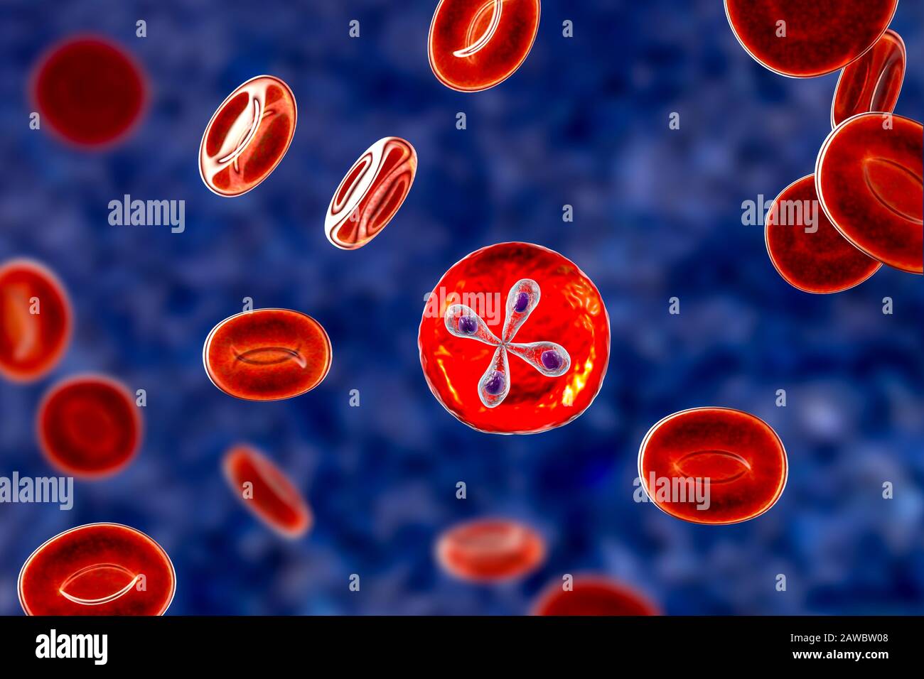 Babesia parasites inside red blood cell, illustration Stock Photo - Alamy