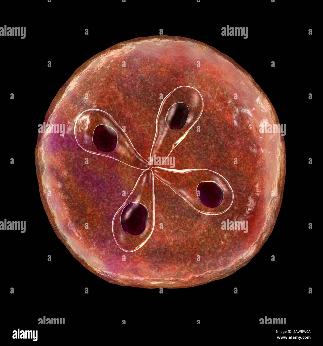 Babesia parasites inside red blood cell, illustration Stock Photo - Alamy