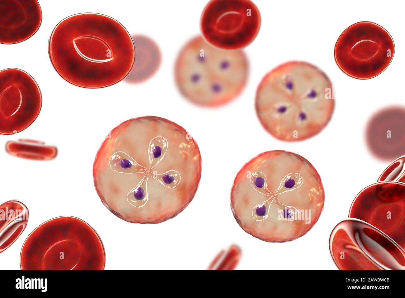 Babesia parasites inside red blood cell, illustration Stock Photo - Alamy