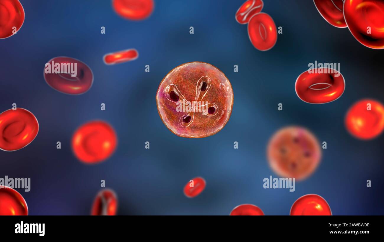 Babesia parasites inside red blood cell, illustration Stock Photo - Alamy