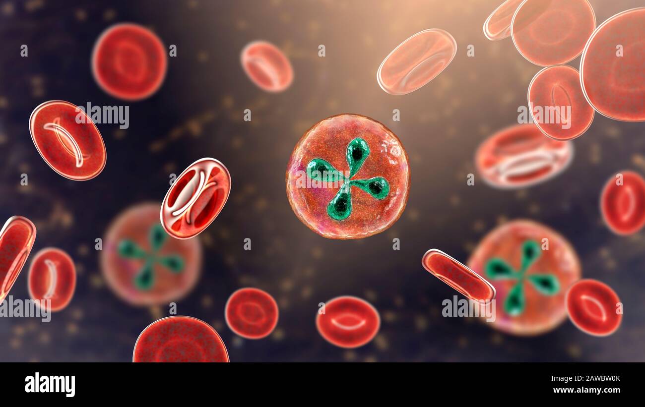 Babesia parasites inside red blood cell, illustration Stock Photo - Alamy