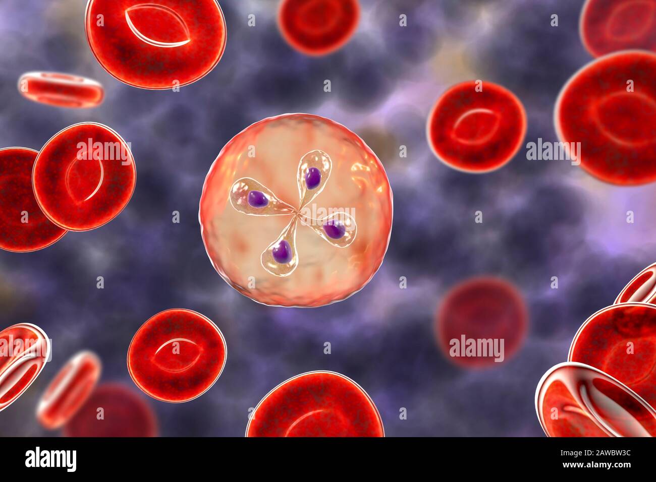 Babesia parasites inside red blood cell, illustration Stock Photo - Alamy