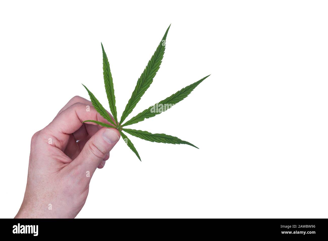 Marijuana plant hand Cut Out Stock Images & Pictures - Alamy