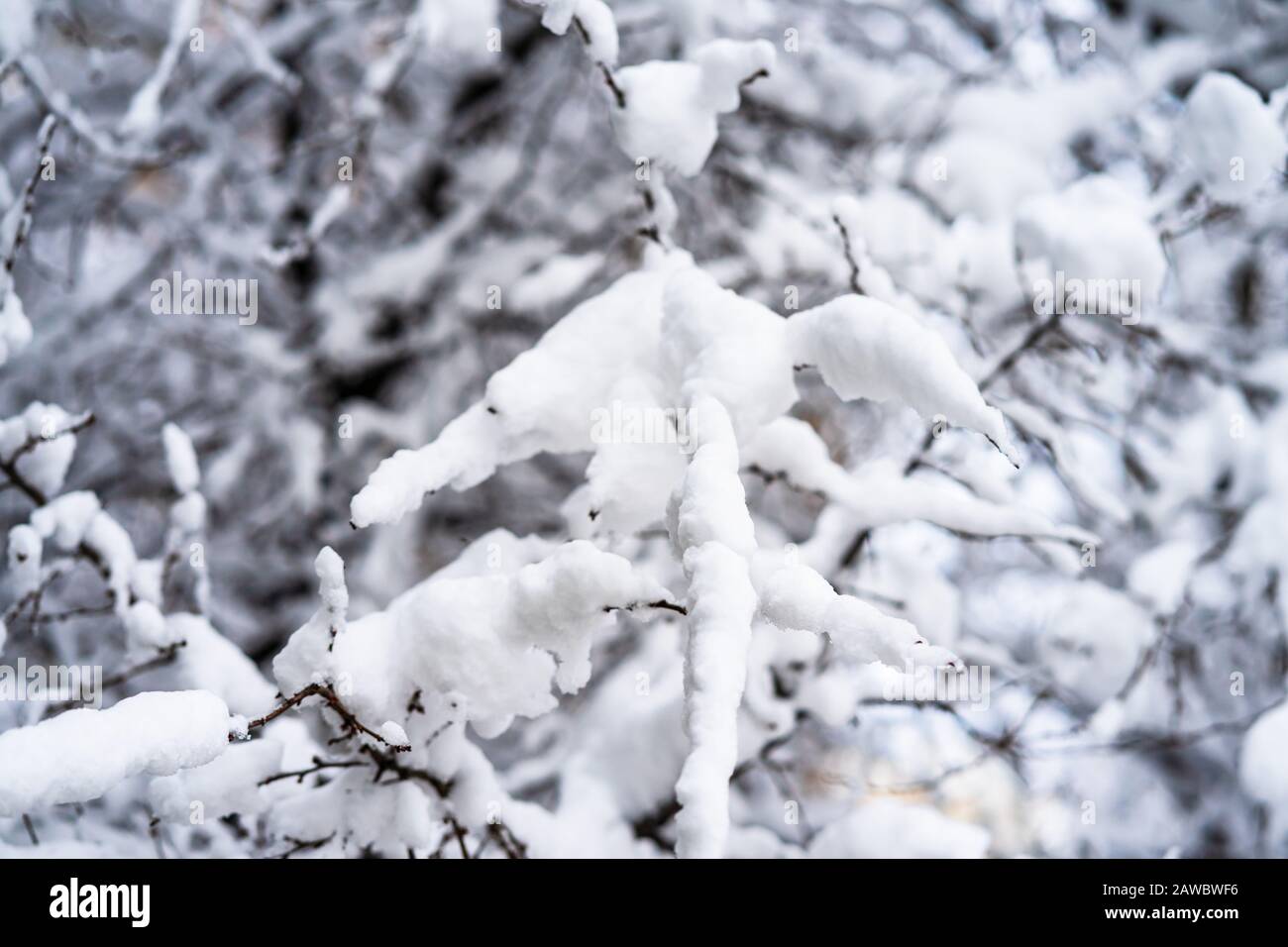 Fir-trees with snow on beautiful natural snowdrift Stock Photo - Alamy