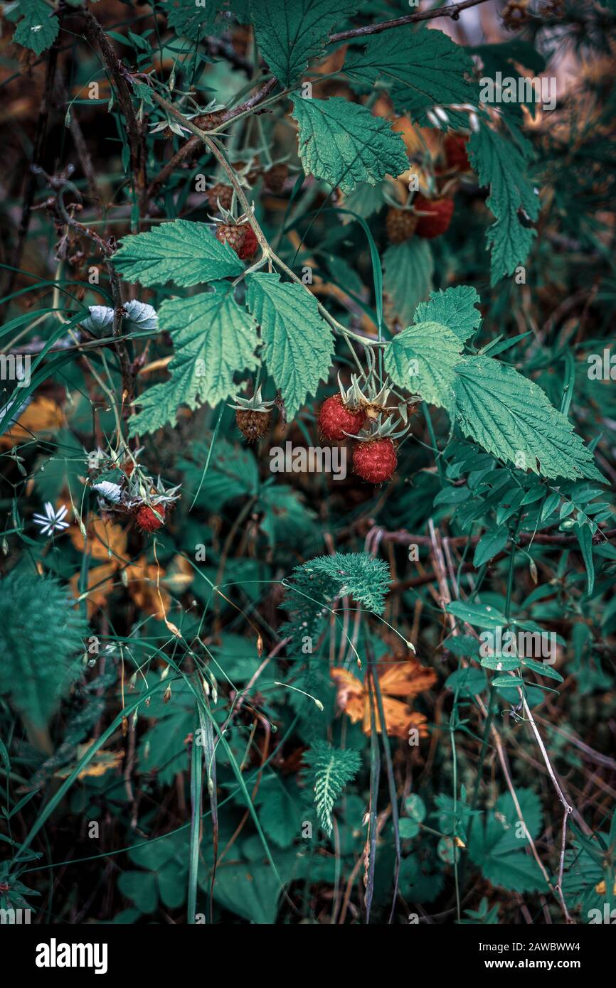 Raspberry shrub with ripe raspberries Stock Photo - Alamy