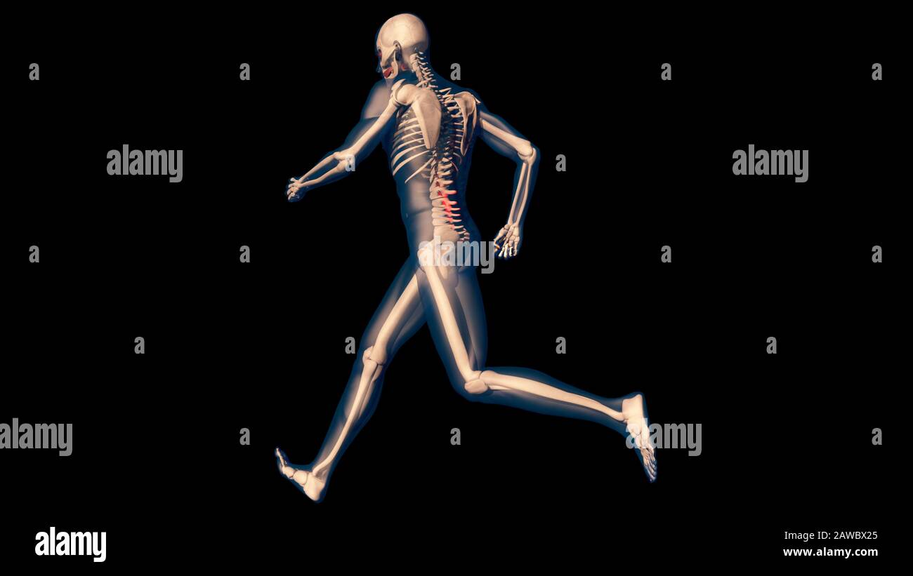 Lower Spine Pain in Human Body Transparent Design 3D Illustration Stock ...