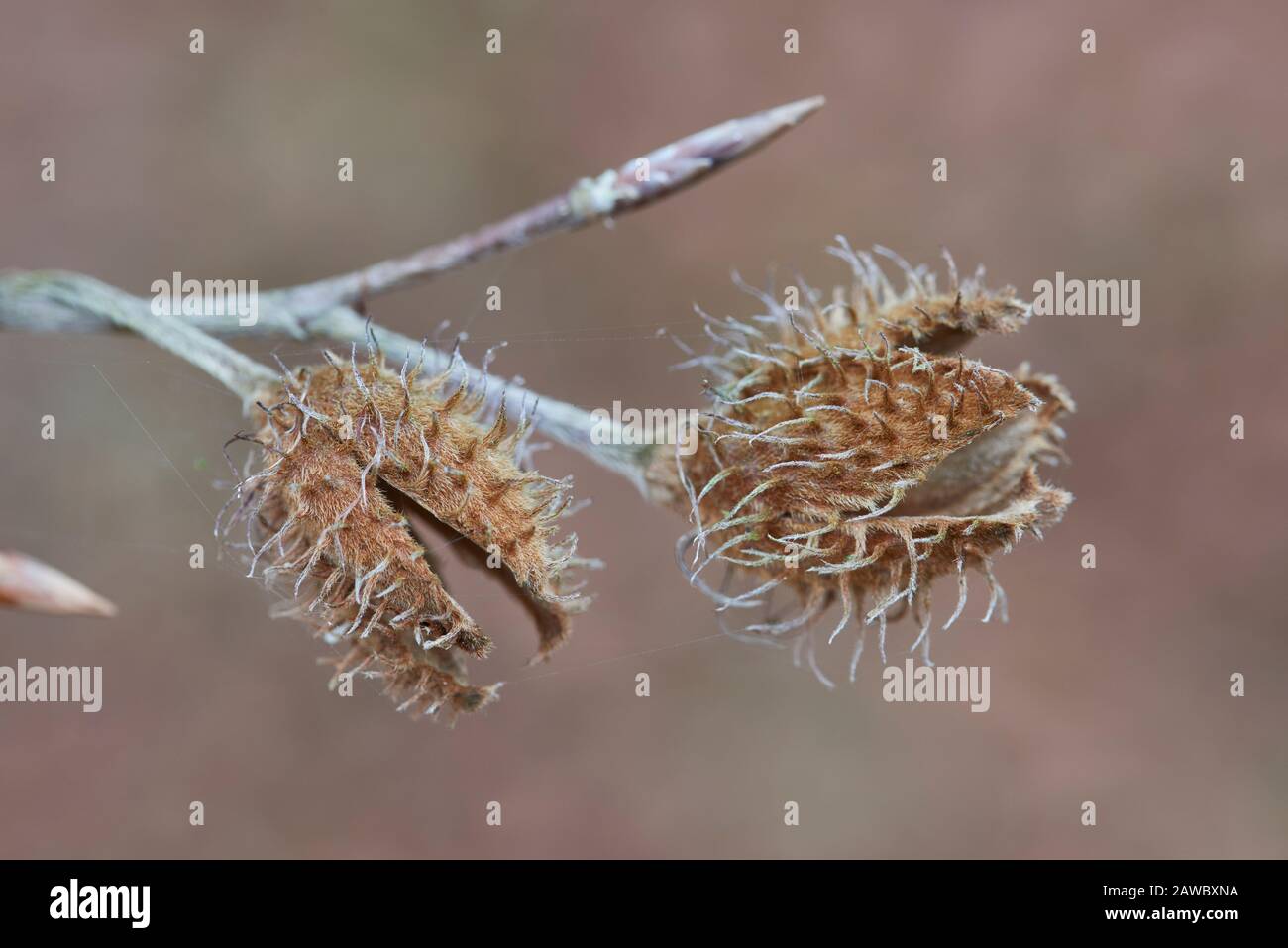 Beech pods hi-res stock photography and images - Alamy