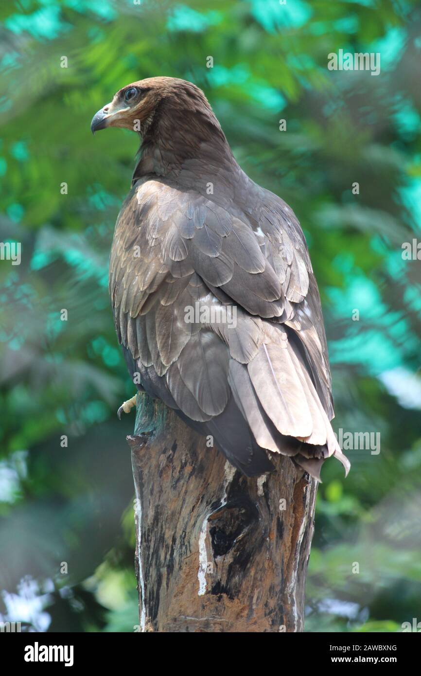 Arignar anna zoo hi-res stock photography and images - Alamy