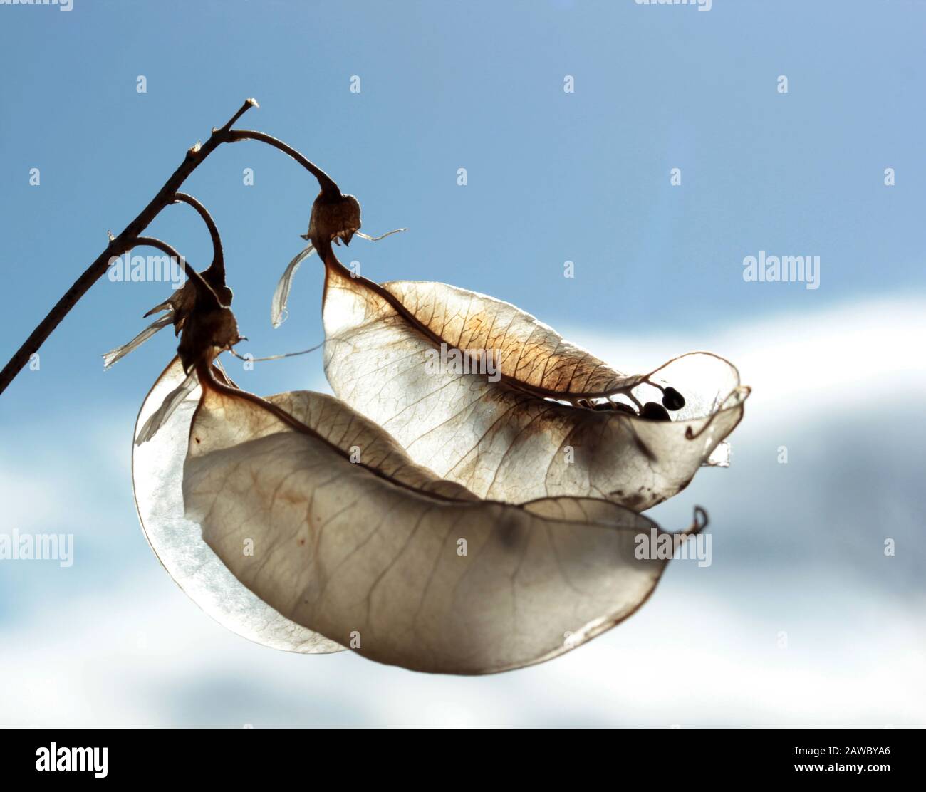 Dry seed pods hanging hi-res stock photography and images - Alamy