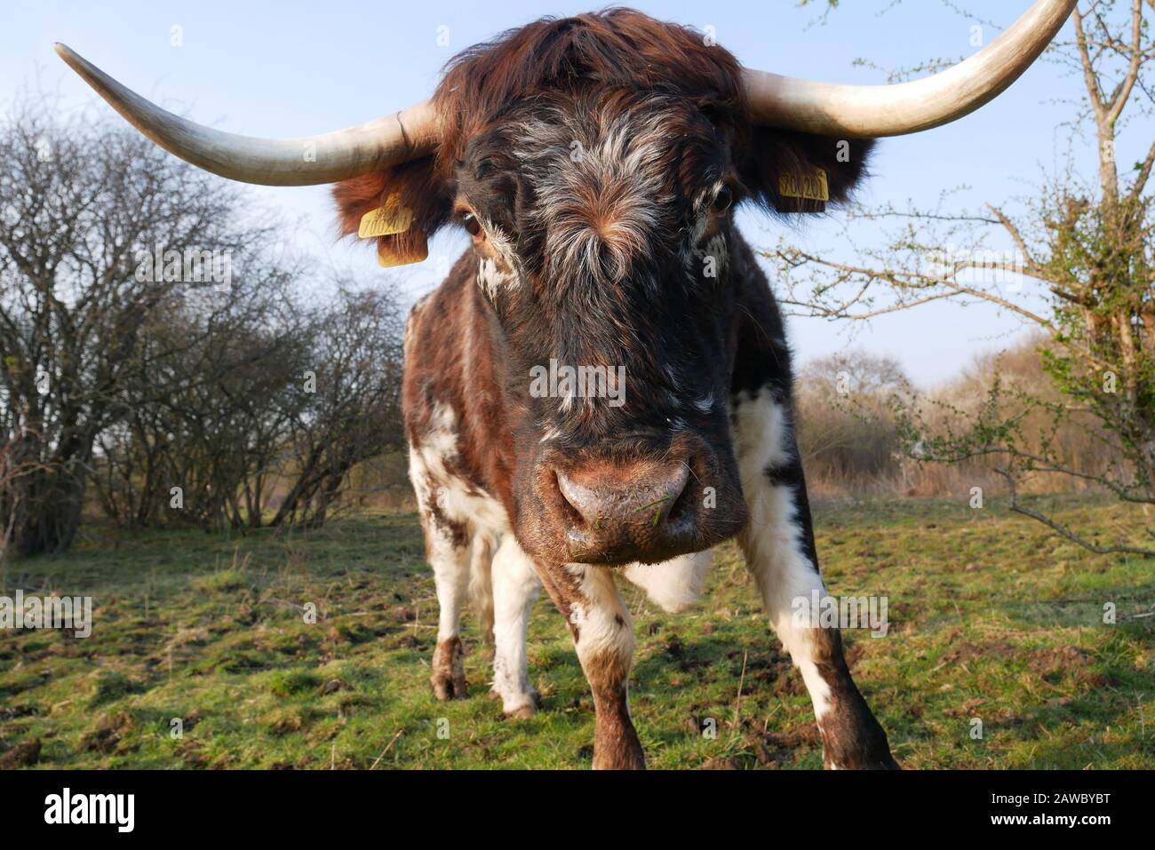 Curious longhorn cow Stock Photo - Alamy