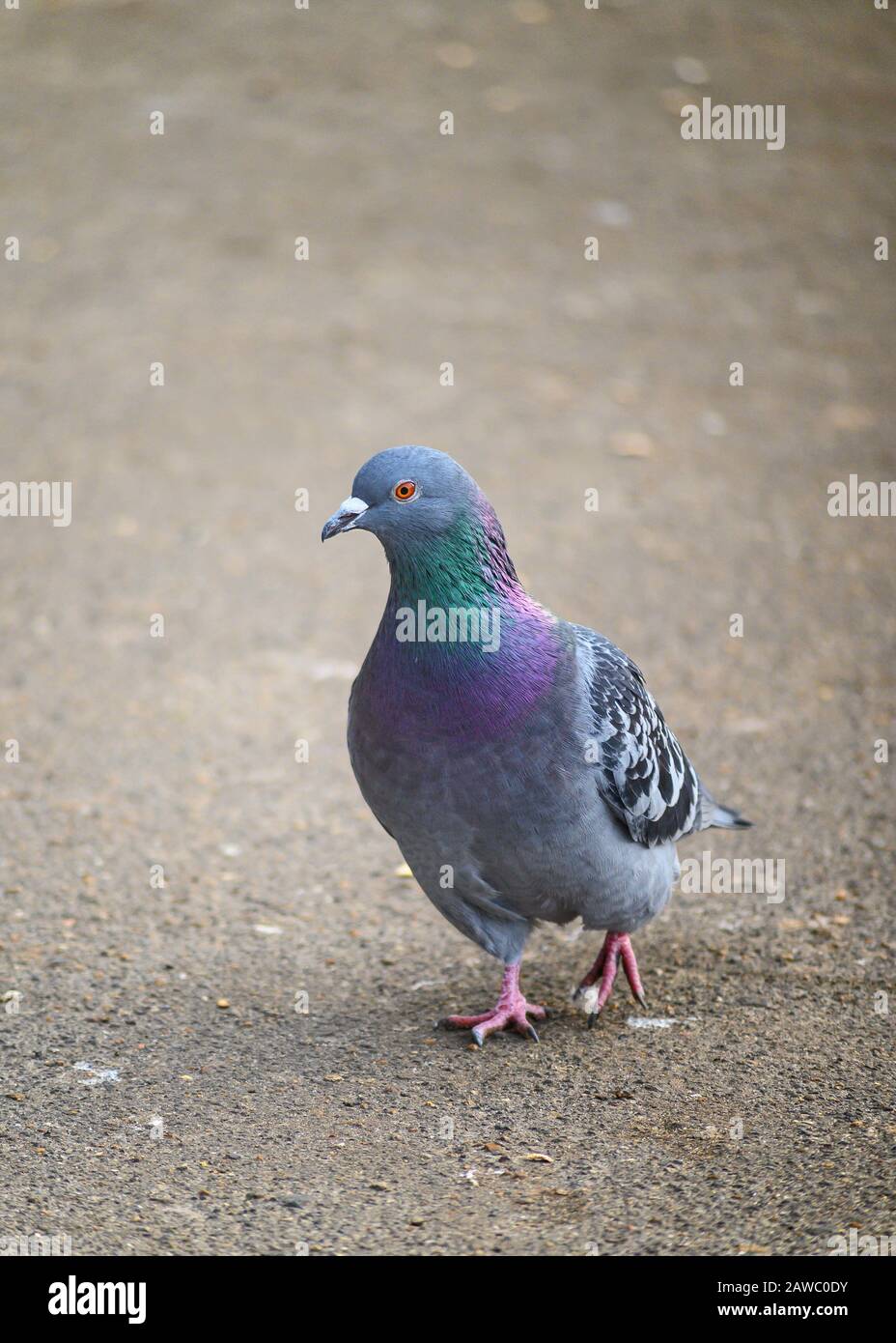 Rock dove (Columba livia) or common pigeon or feral pigeon in Kelsey ...