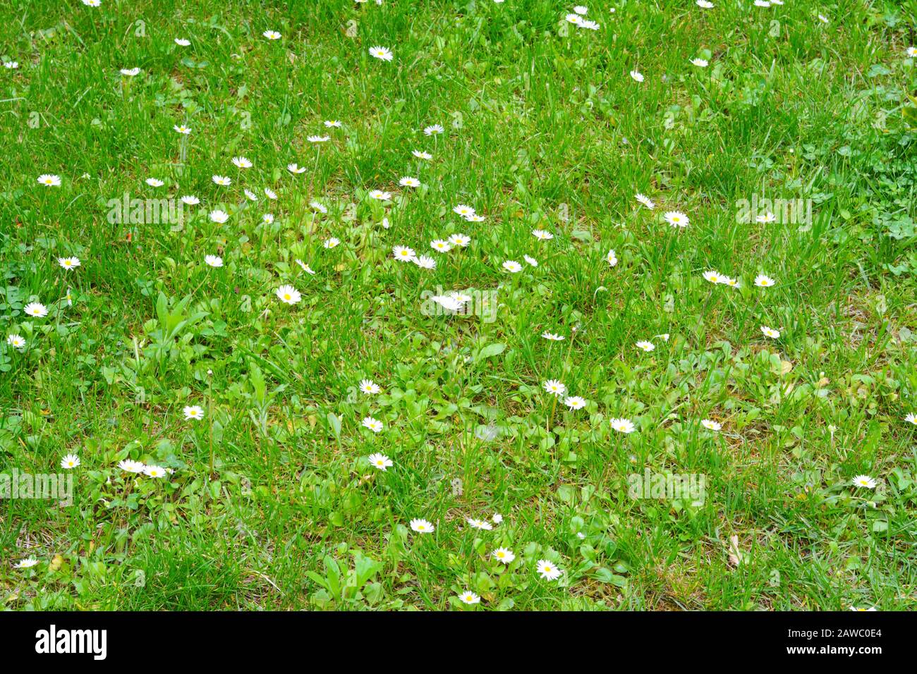 Field of daisy flowers in sunny day. Summer flower close up. Selective ...