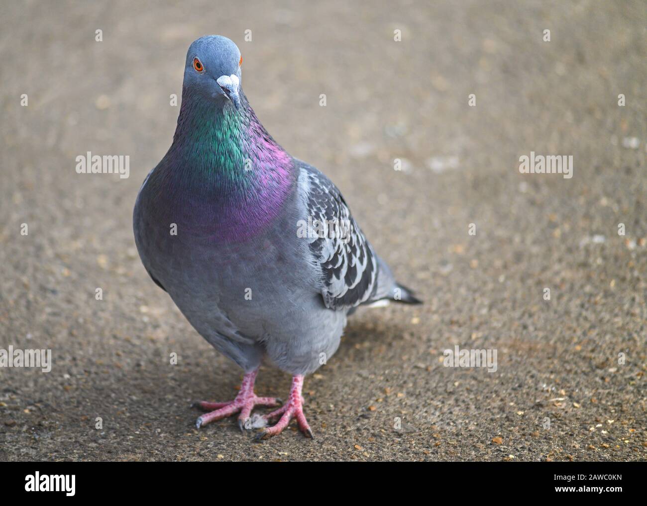 Rock pigeon uk hi-res stock photography and images - Alamy