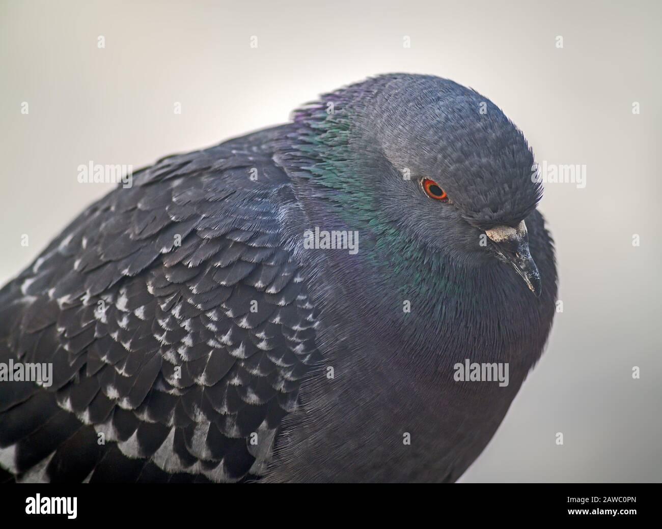 Rock dove (Columba livia) or common pigeon or feral pigeon in Kelsey ...