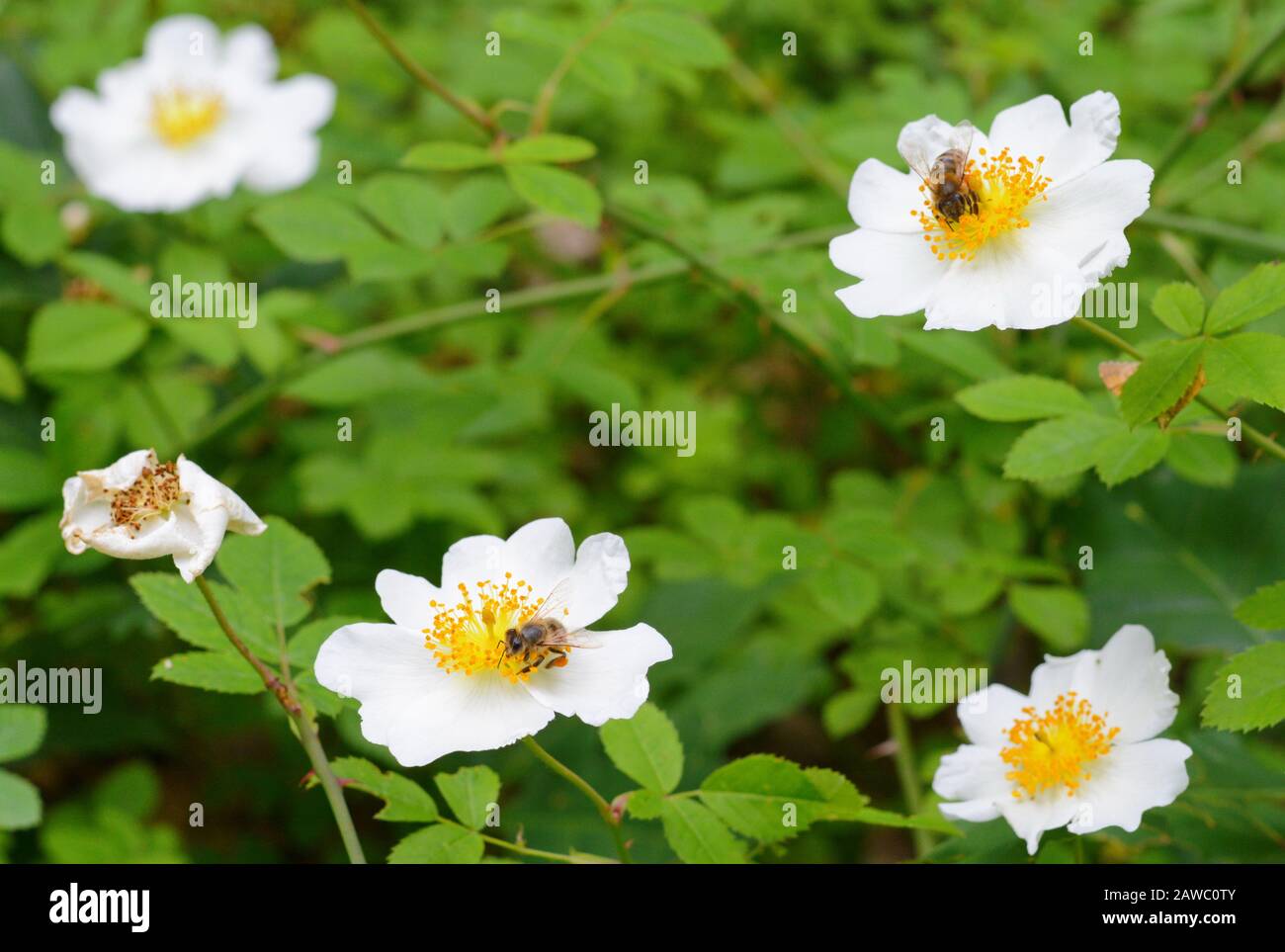 Wild pink rose in nature. Picture of wild pink rose in nature Stock ...