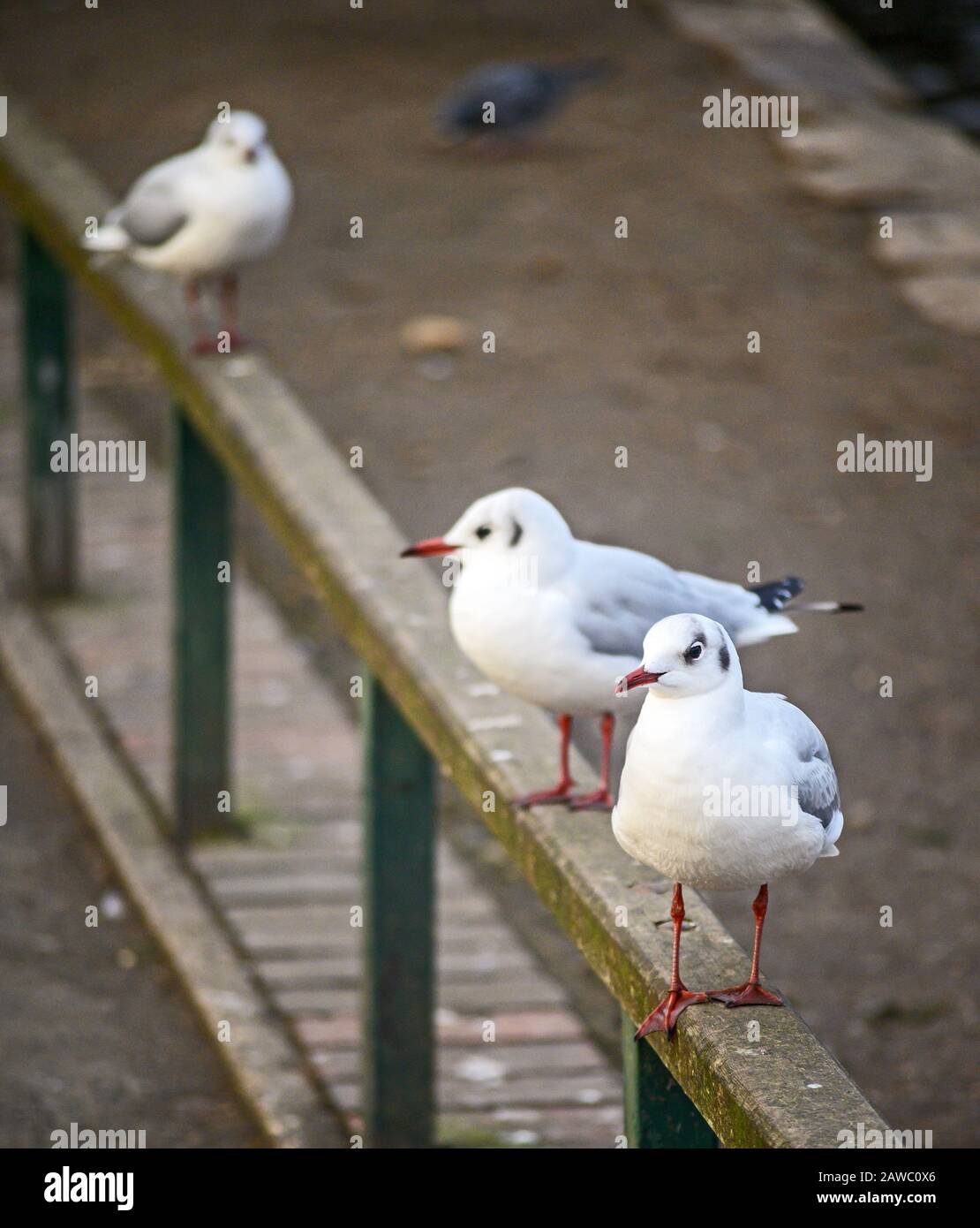 Black-headed gulls (Larus ridibundus) in winter plumage in Kelsey Park ...