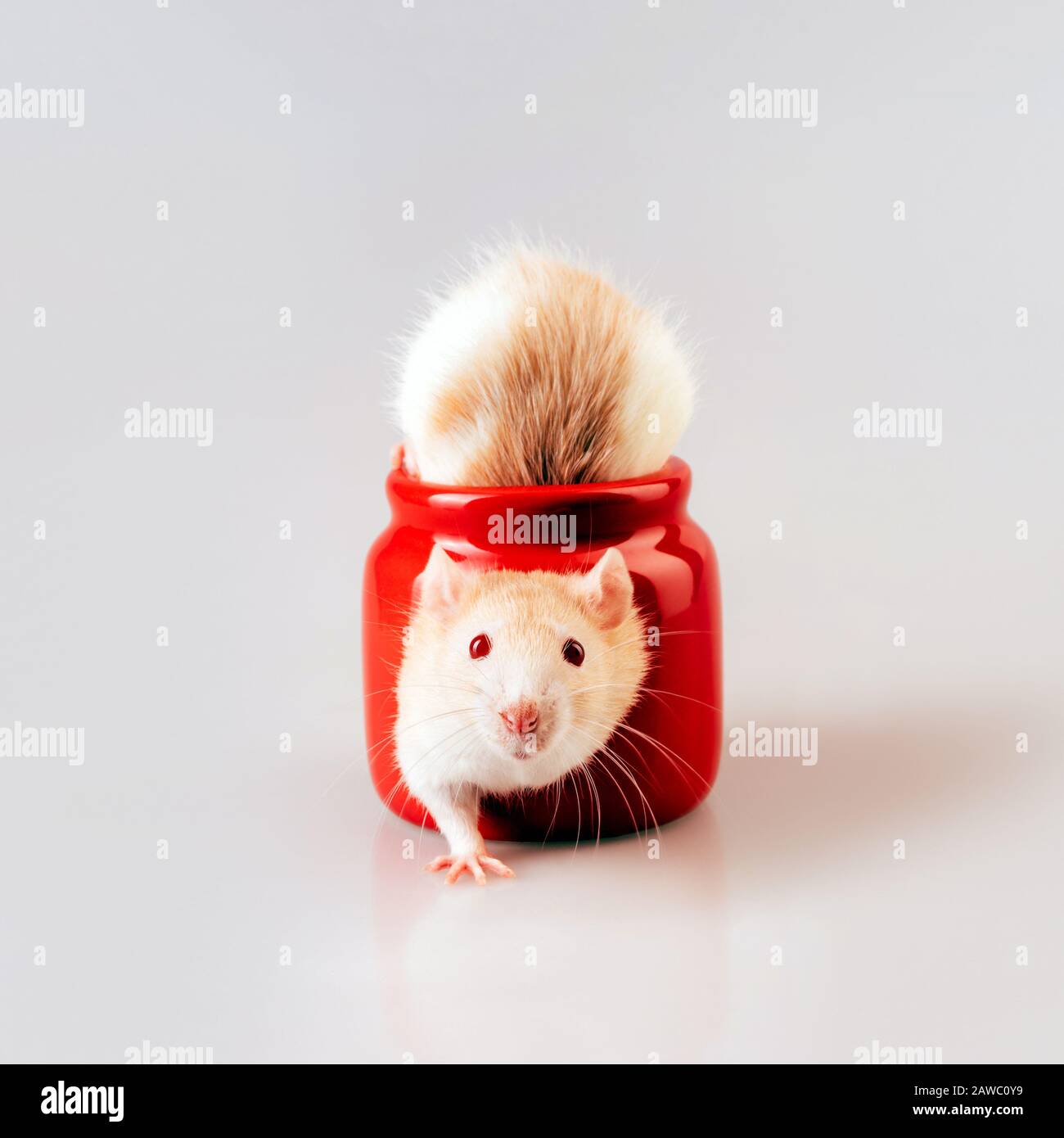 A light beige rat sitting in a red candlestick with a heart-shaped ...